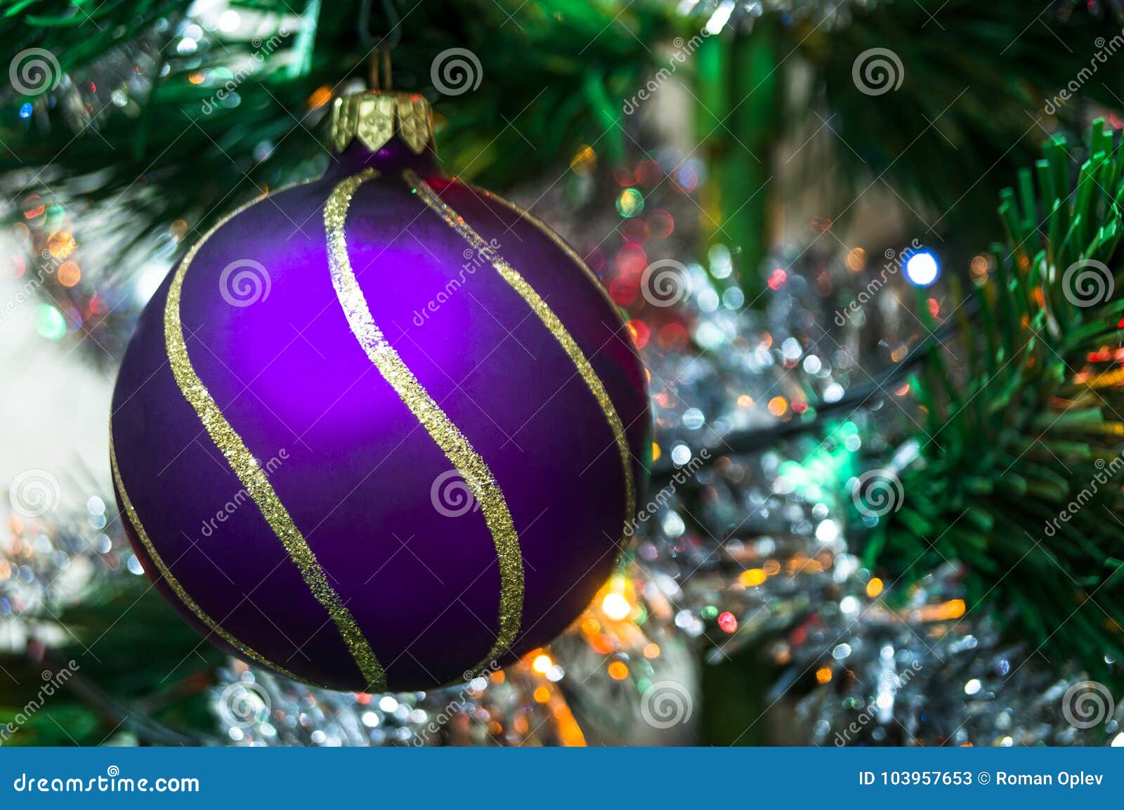 Bola Roxa Do Natal Em Um Ramo Spruce Imagem de Stock - Imagem de ...