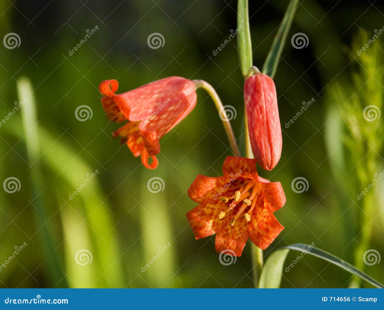 Bolanders Lily - Oregon Wildflowers Stock Photo - Image of bells ...