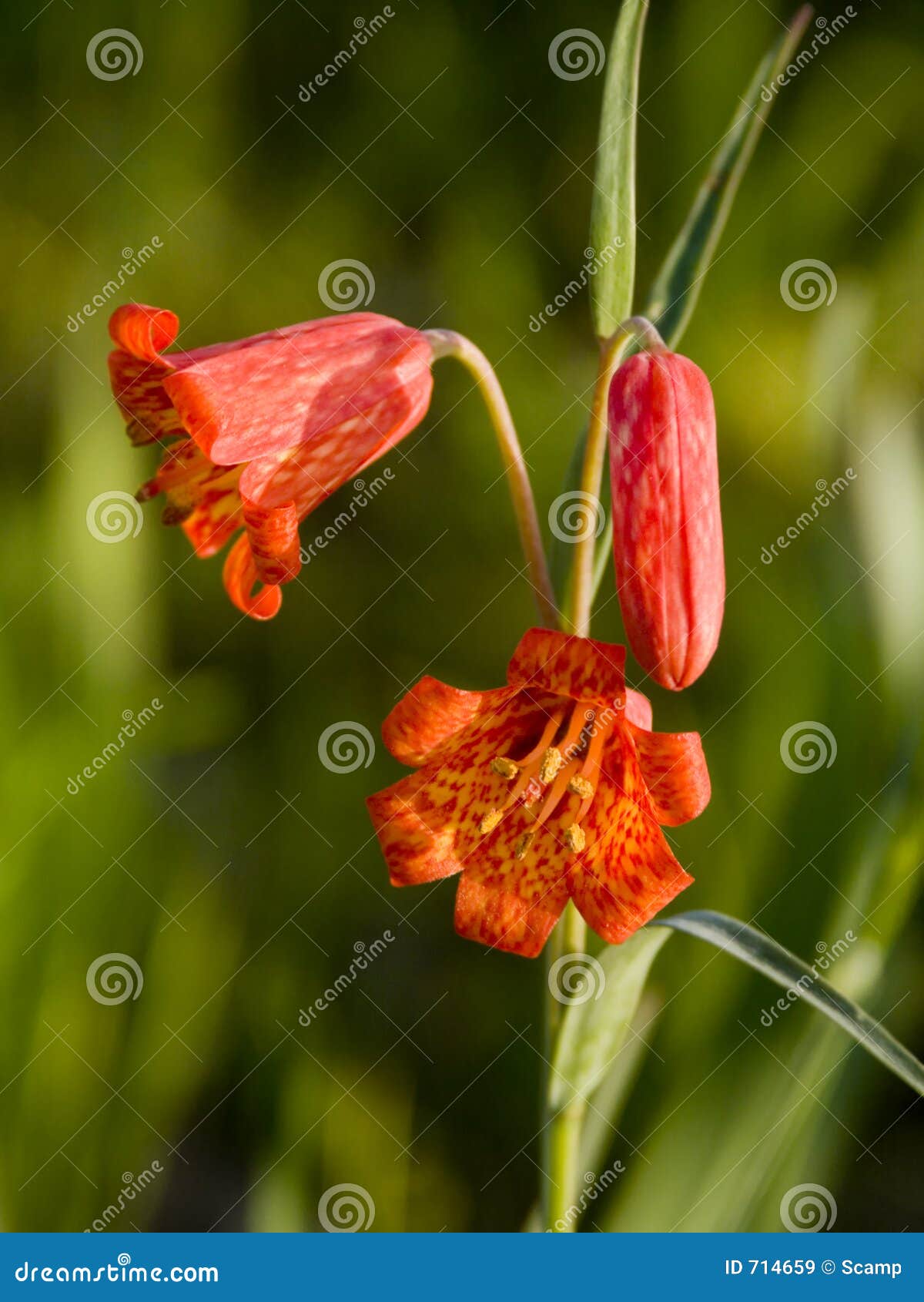 Bolanders Lily - Oregon Wildflowers Stock Image - Image of meadow ...