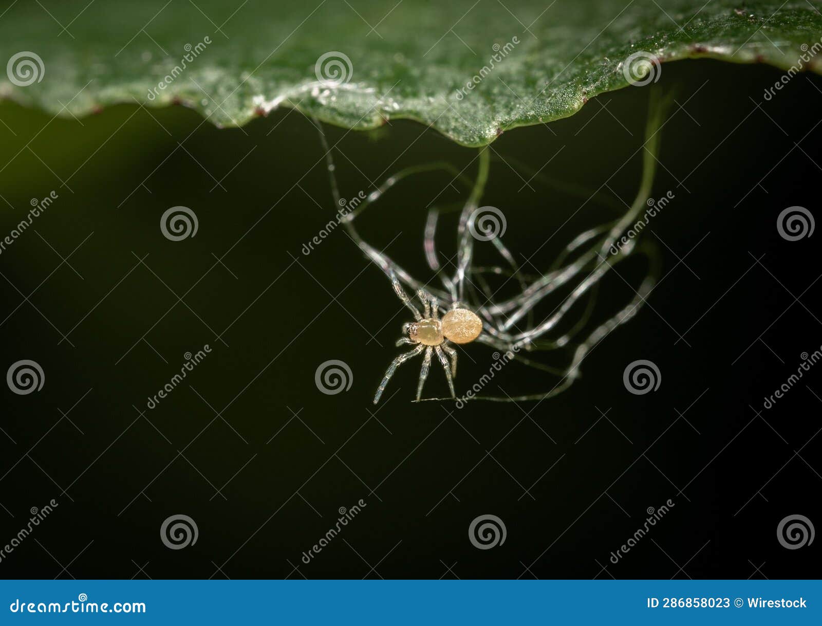 Bolas Spider (Mastophora Cornigera) Spider on a Lush Green Leaf Stock ...