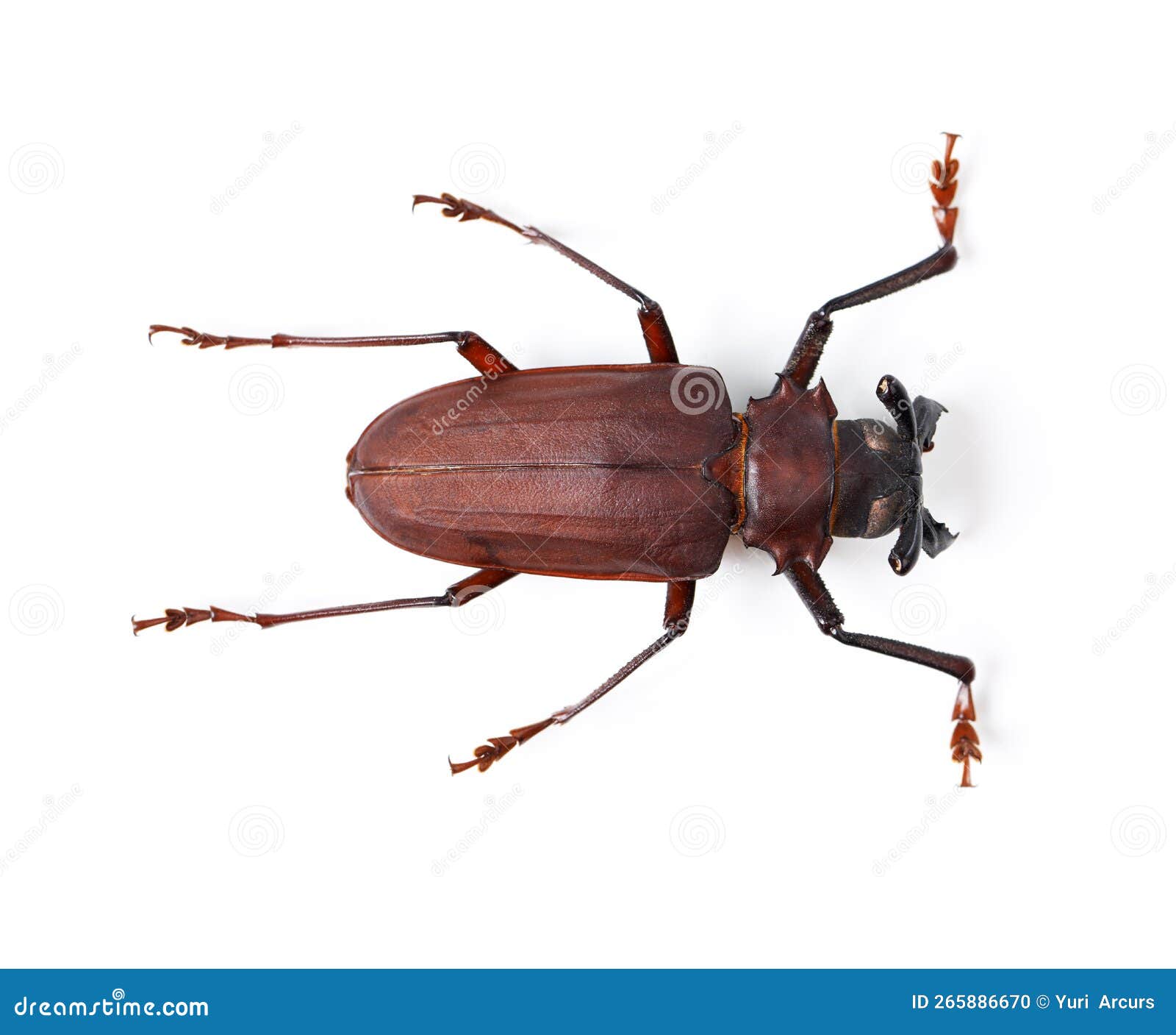 Bold and Beautiful Bugs. Studio Shot of a Red and Black Beetle Isolated ...