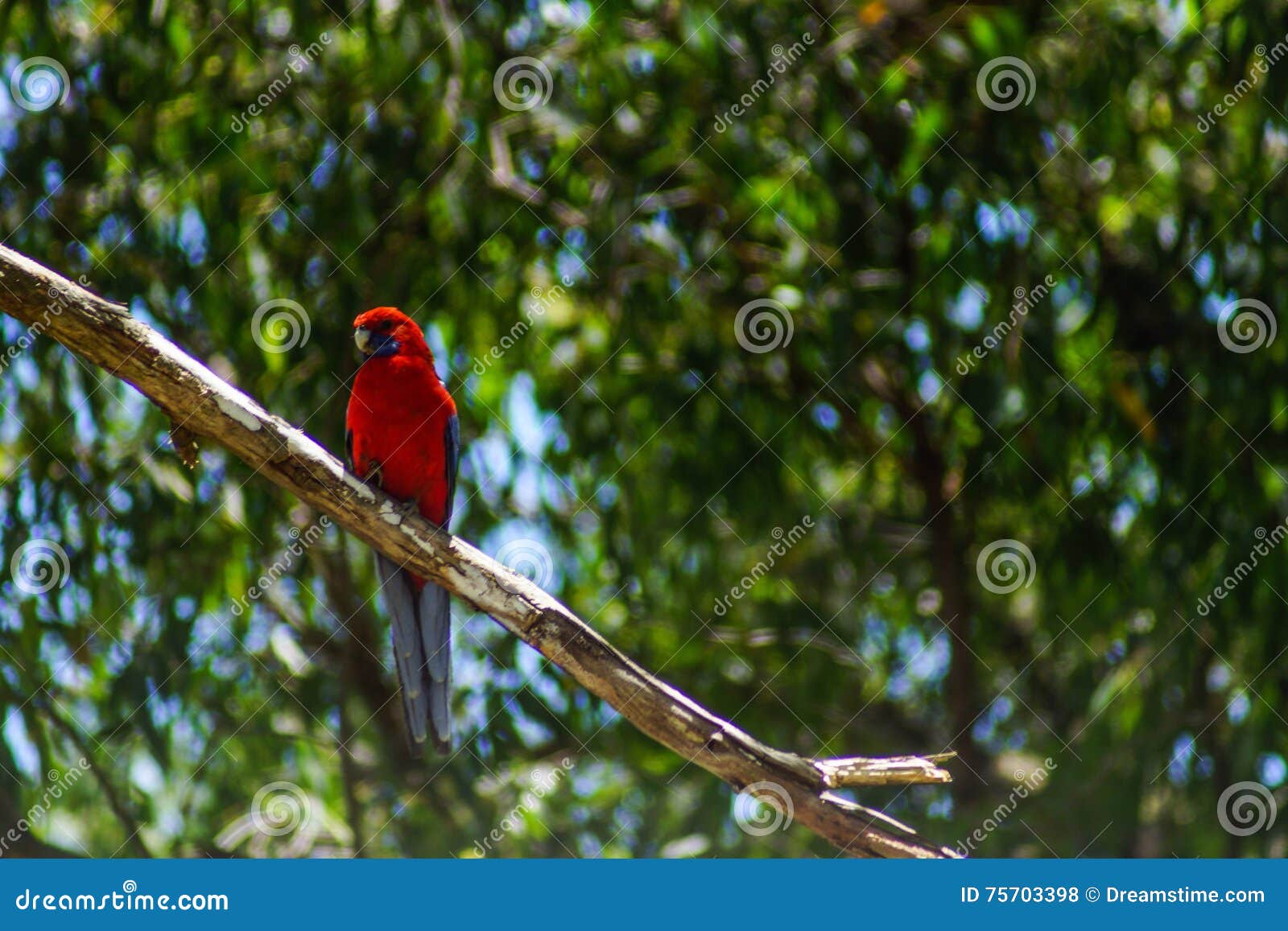 Bold Bird stock photo. Image of boldly, standing, bold - 75703398