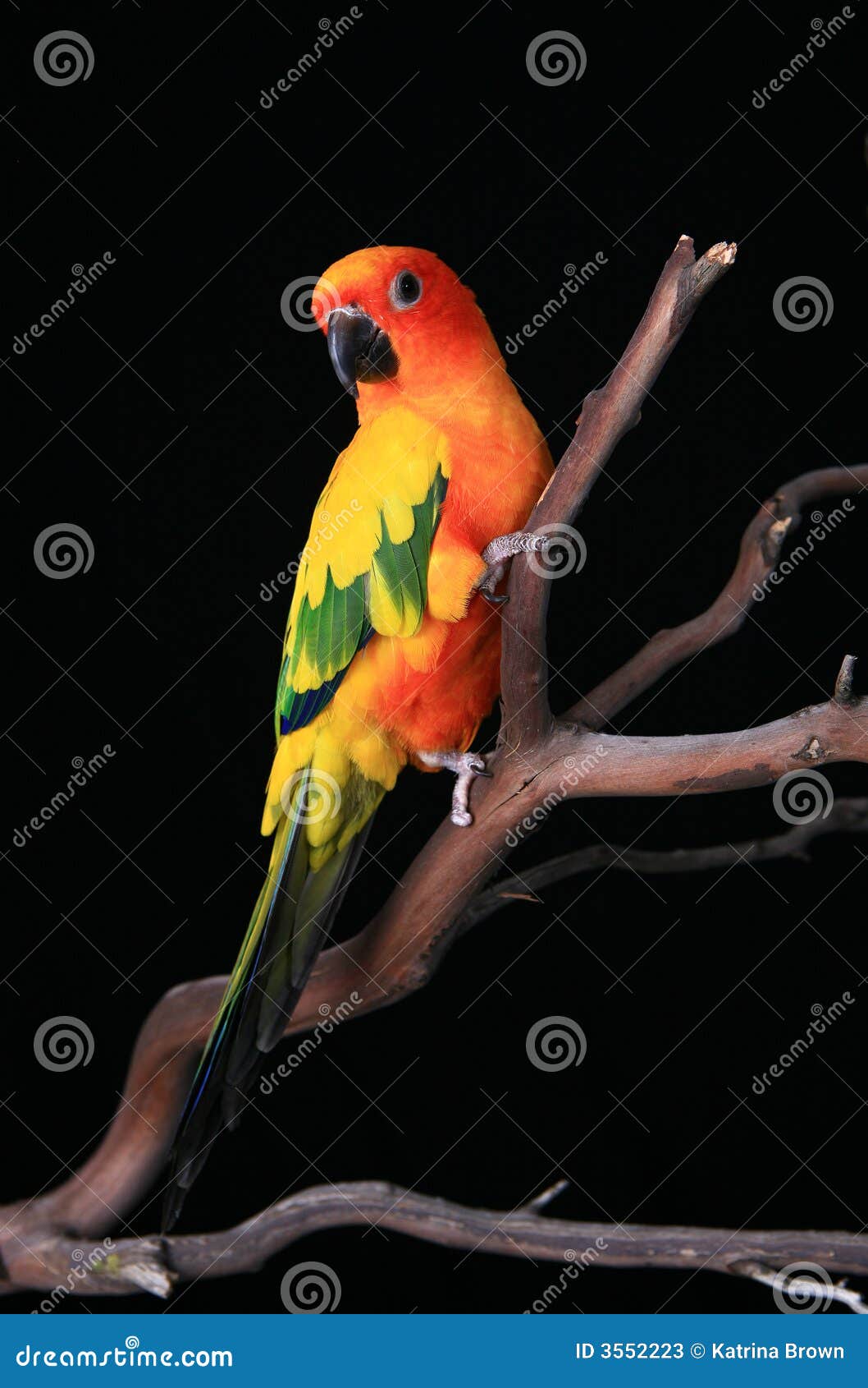 Bold Bright Sun Conure stock image. Image of bill, bold - 3552223