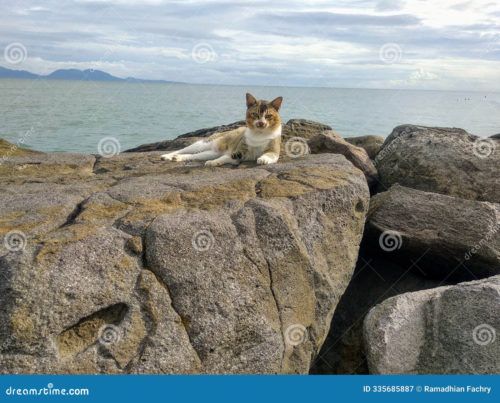Bold Cat Focused on Looking at the Camera Stock Image - Image of ...