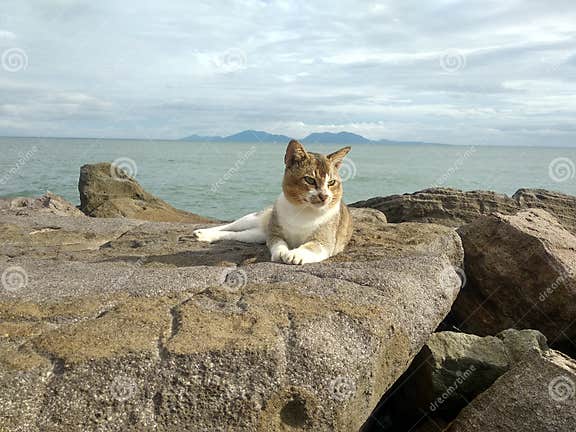 Bold Cat Looking To the Left Side Stock Photo - Image of whiskers ...