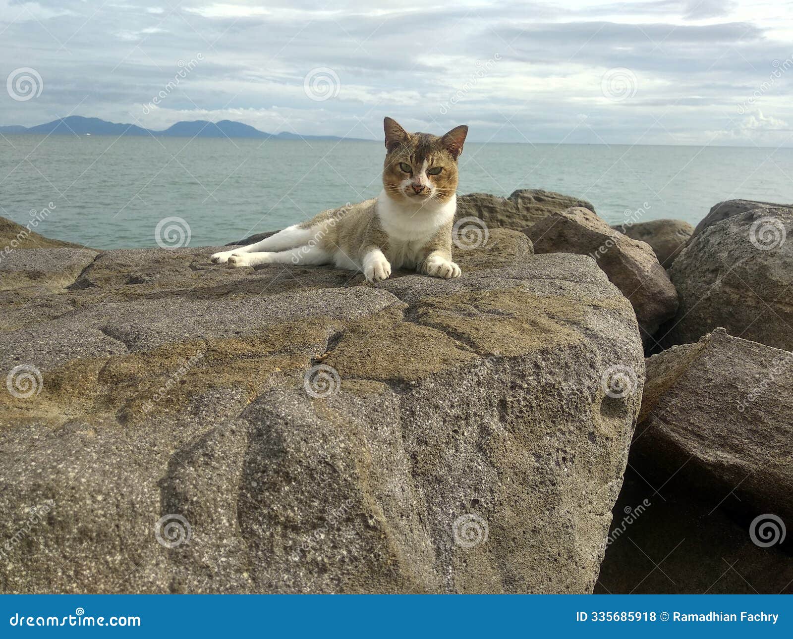 Bold Cat Sitting in His Cute Style Stock Photo - Image of ocean, kitten ...