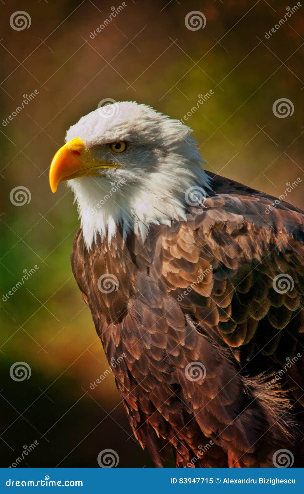 Bold Eagle with Dark Background Stock Image - Image of feathers, dark ...