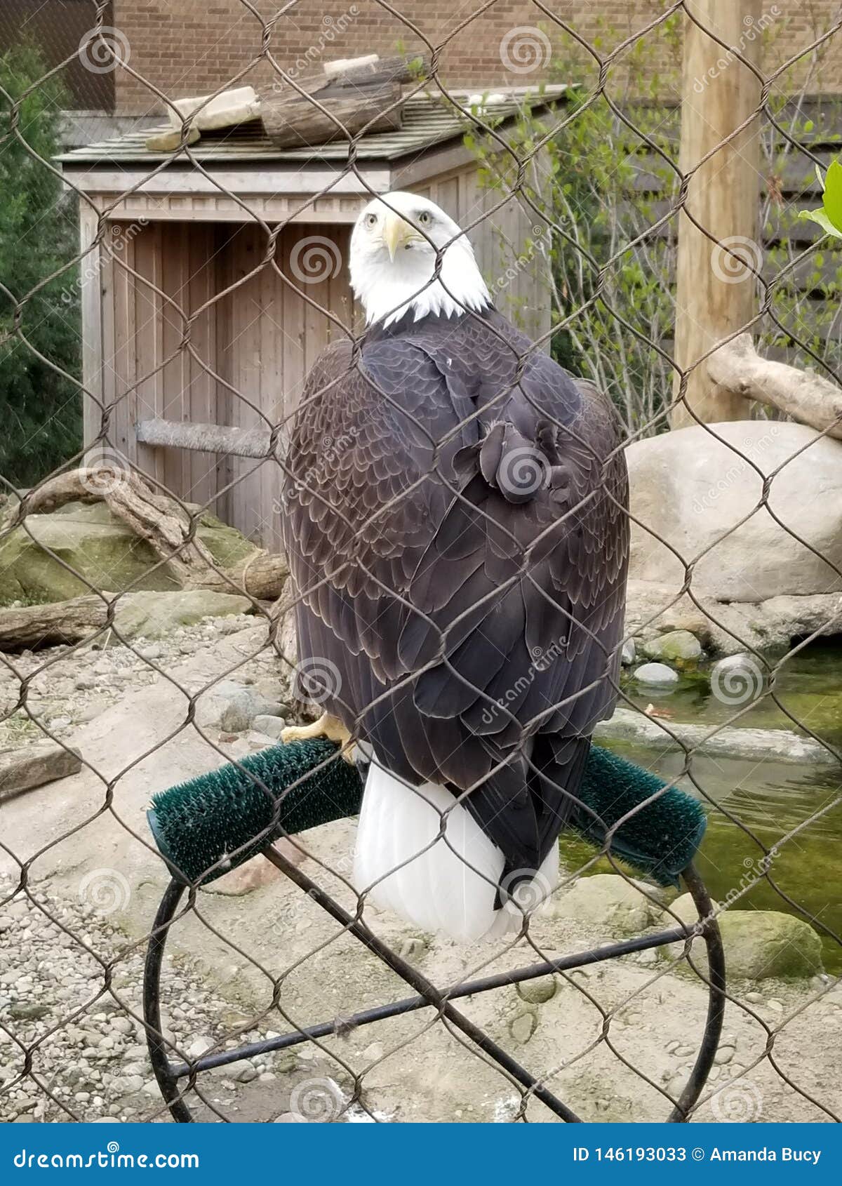 Bold Eagle stock image. Image of birds, nature, bold - 146193033