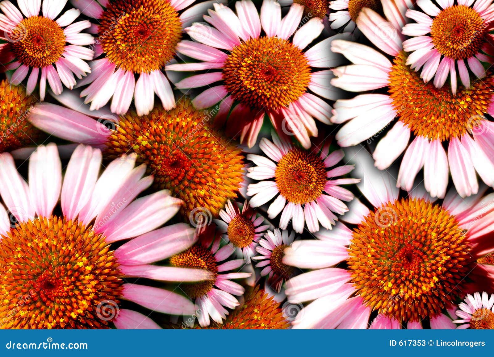 Bold Floral Background (Echinacea) Stock Image - Image of concept ...