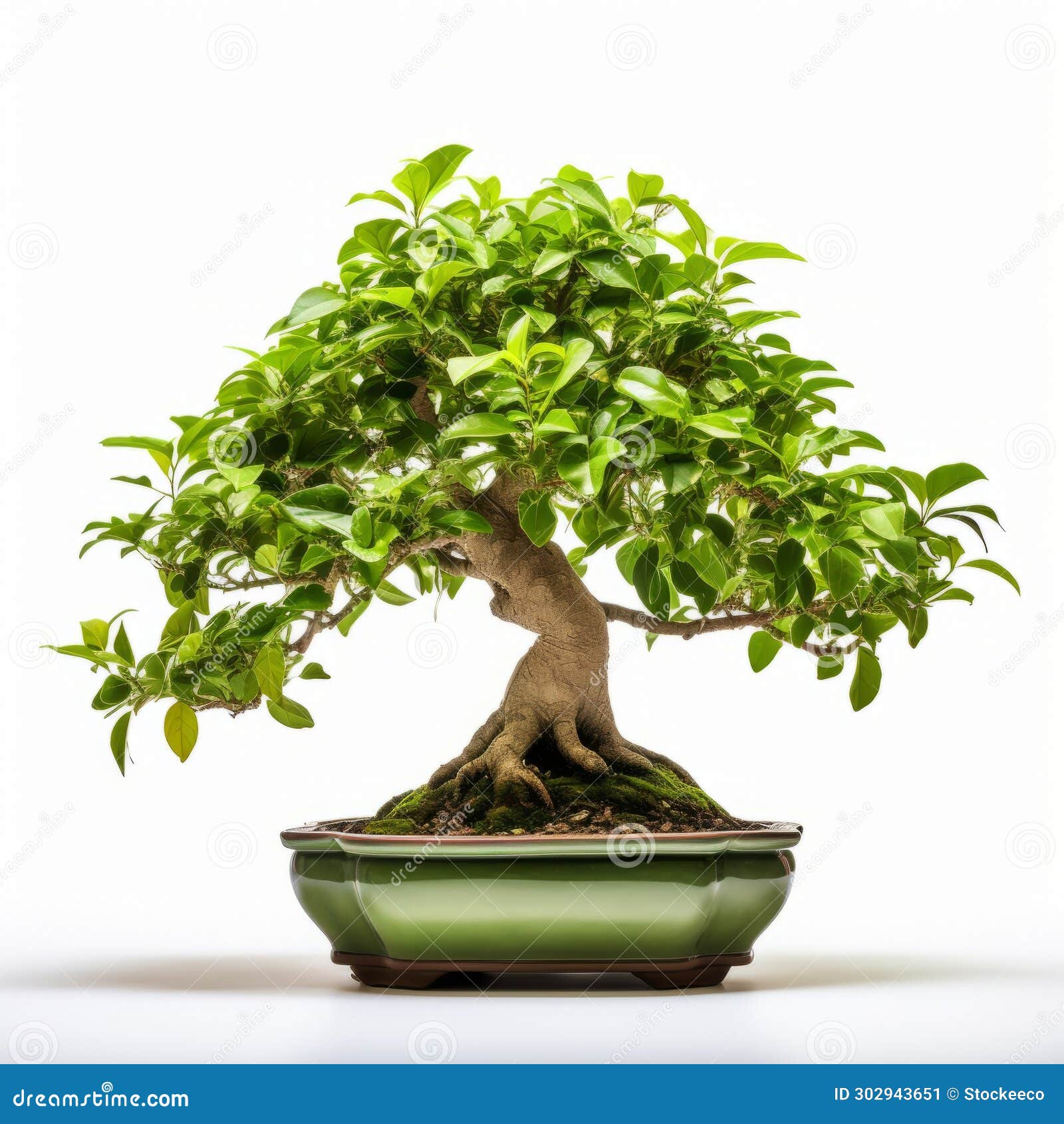 Bold and Graceful Basil Bonsai Tree on White Background Stock ...