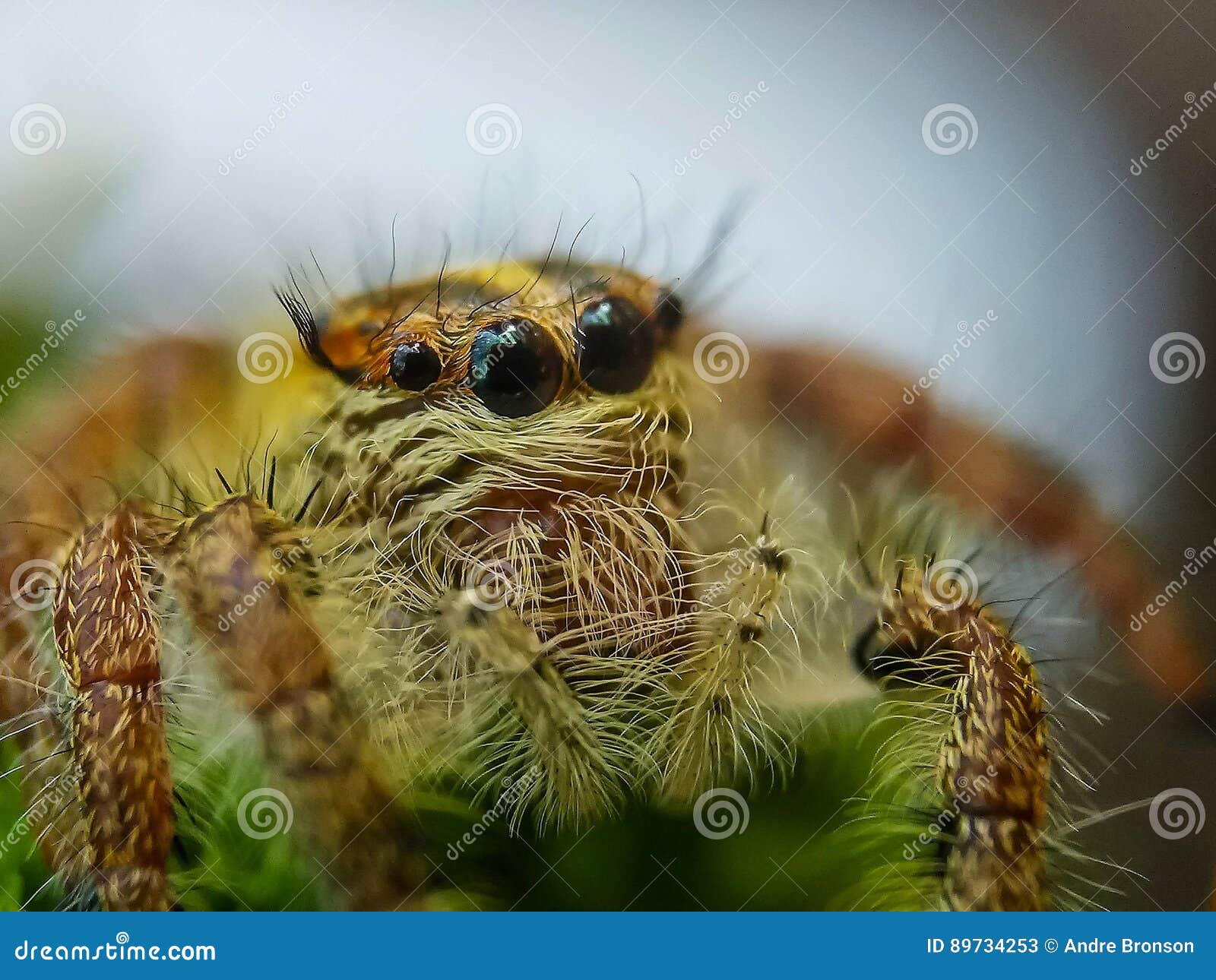 Insect Face Royalty-Free Stock Photo | CartoonDealer.com #261010539