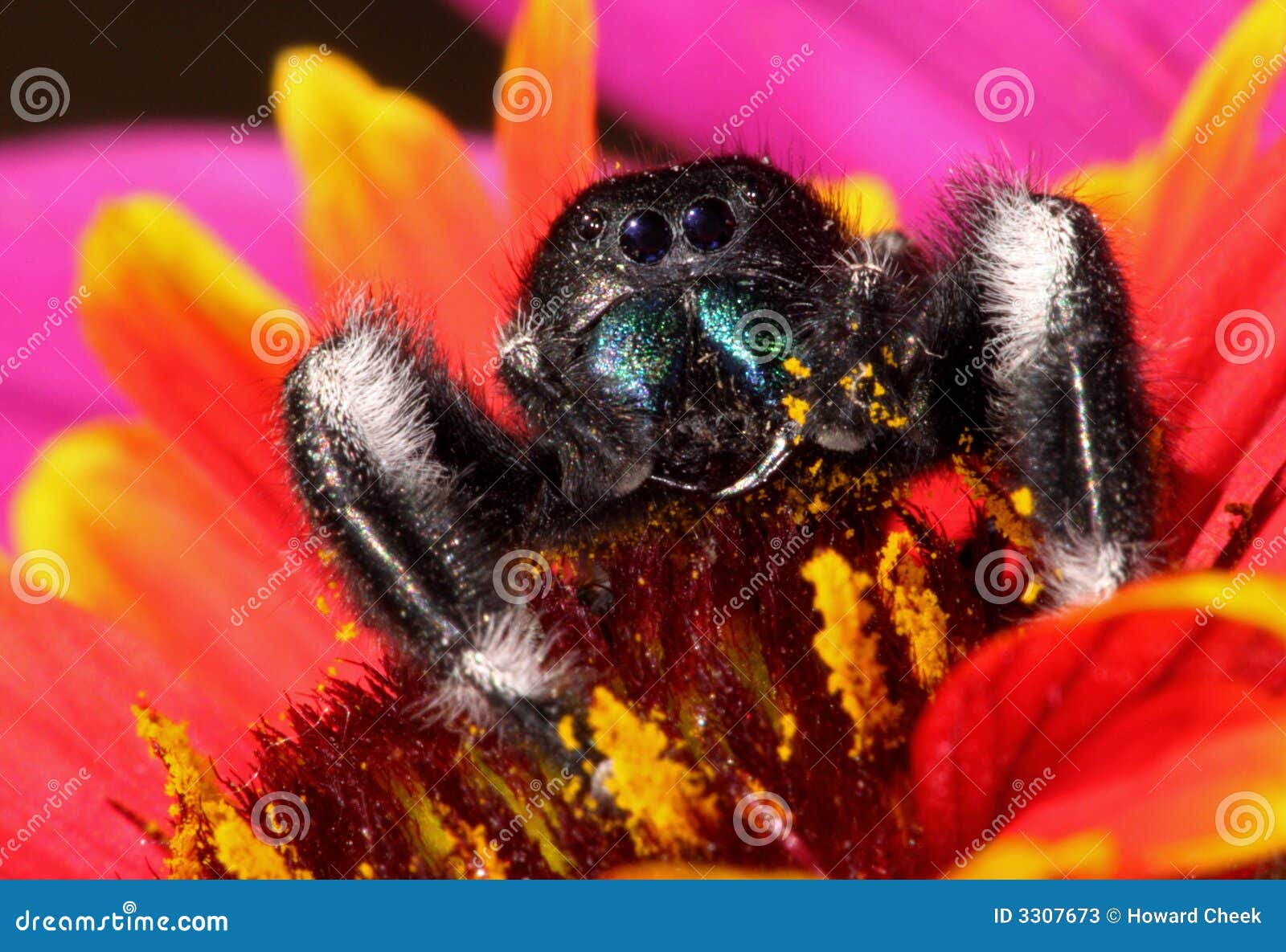 Bold Jumper stock image. Image of jumping, eyes, fangs - 3307673