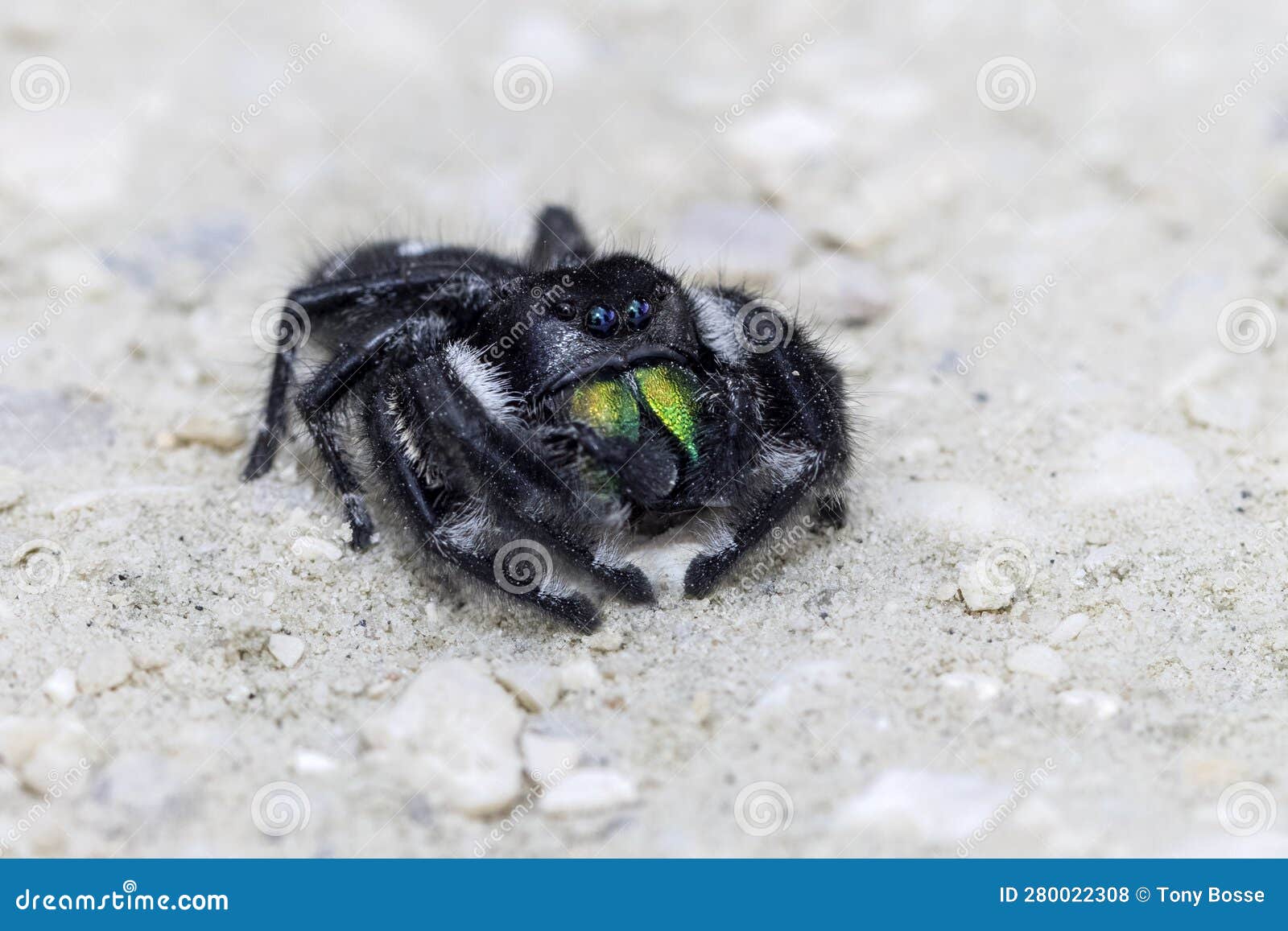 A Bold Jumping Spider Peering Over A Tree Branch. Royalty-Free Stock ...