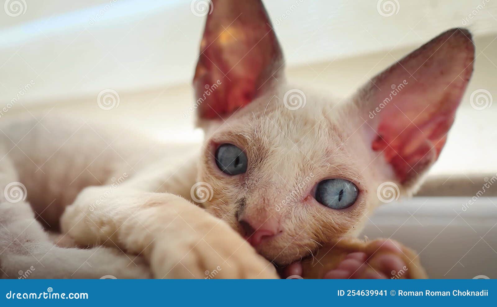 Bold Kitten Lying on the Windowsill Clapping with Big Eyes Stock Video ...