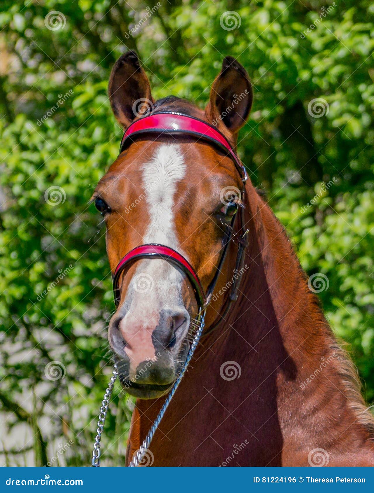 Bold Morgan Filly stock photo. Image of show, mare, equine - 81224196