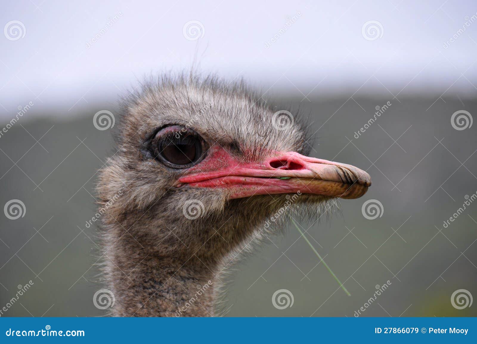 A bold ostrich stock image. Image of ostrich, bold, african - 27866079