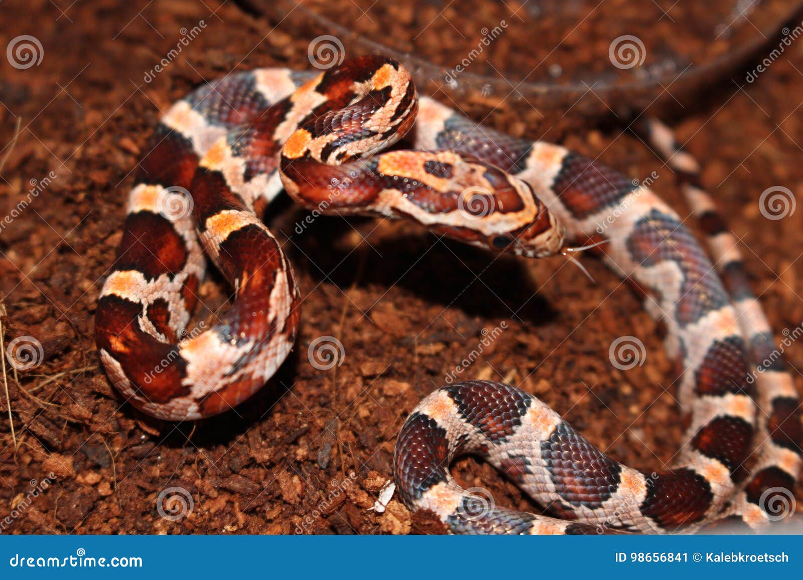 Bold Patterned Corn Snake stock image. Image of patterned - 98656841