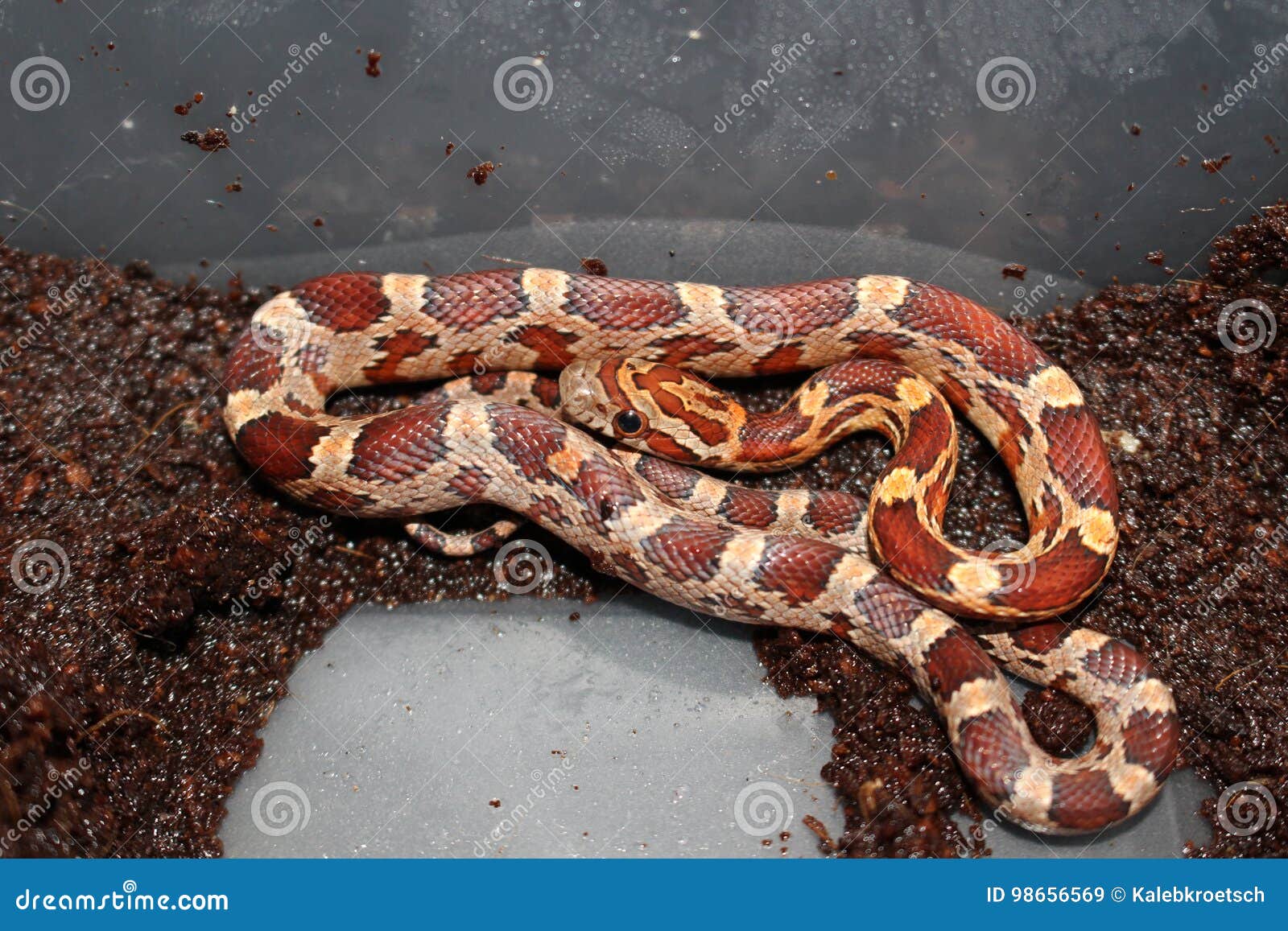 Bold Patterned Corn Snake stock image. Image of nature - 98656569