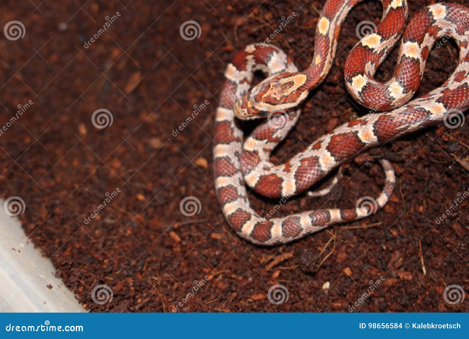 Bold Patterned Corn Snake stock photo. Image of patterned - 98656584