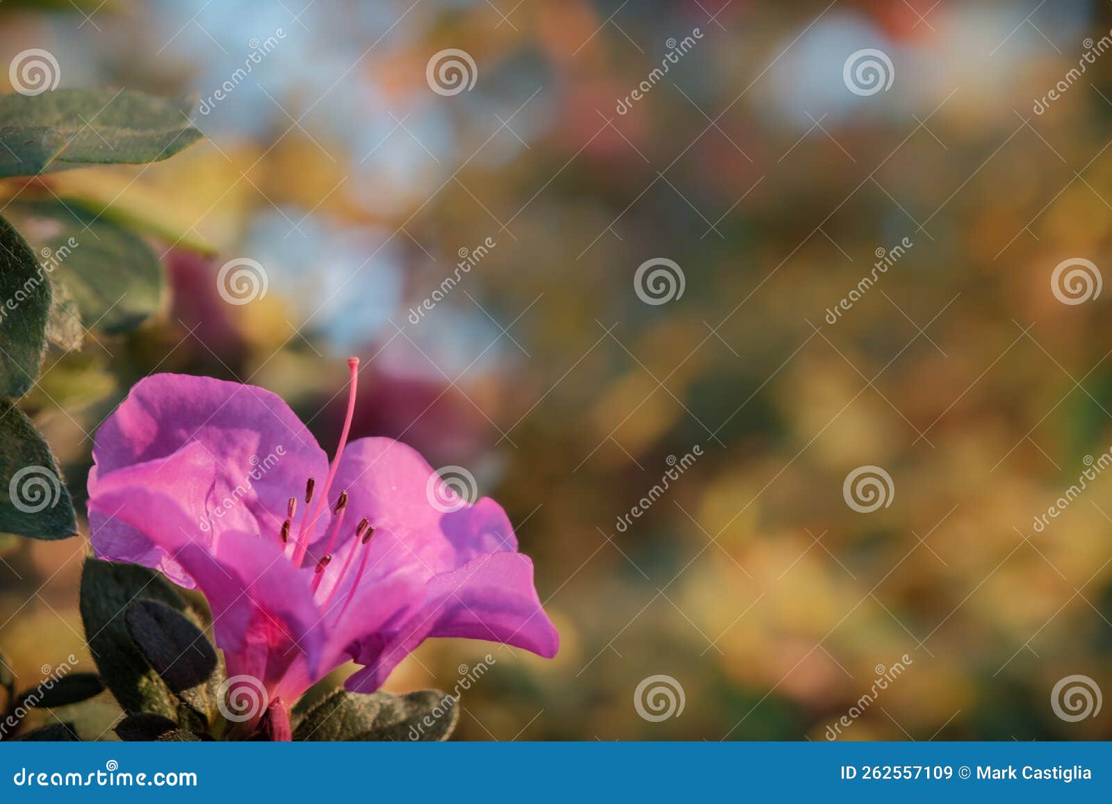Bold Pink Azalea Blooming with Fall Foliage an Bokeh Stock Image ...