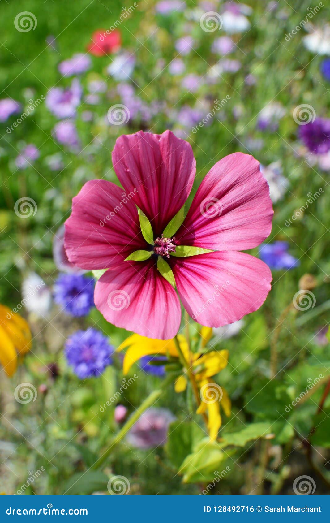 Bold Pink Malope Trifida Flower Stock Photo - Image of flora, garden ...
