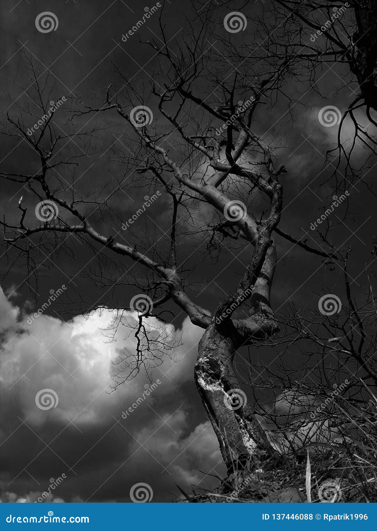 Bold Tree on a Dramatic Canvas Stock Photo - Image of tree, canvas ...