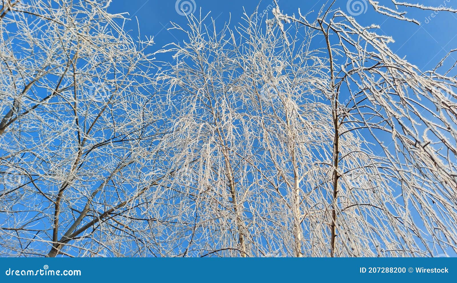 Bold Tree with Frozen Branches during a Sunny Day Stock Photo - Image ...