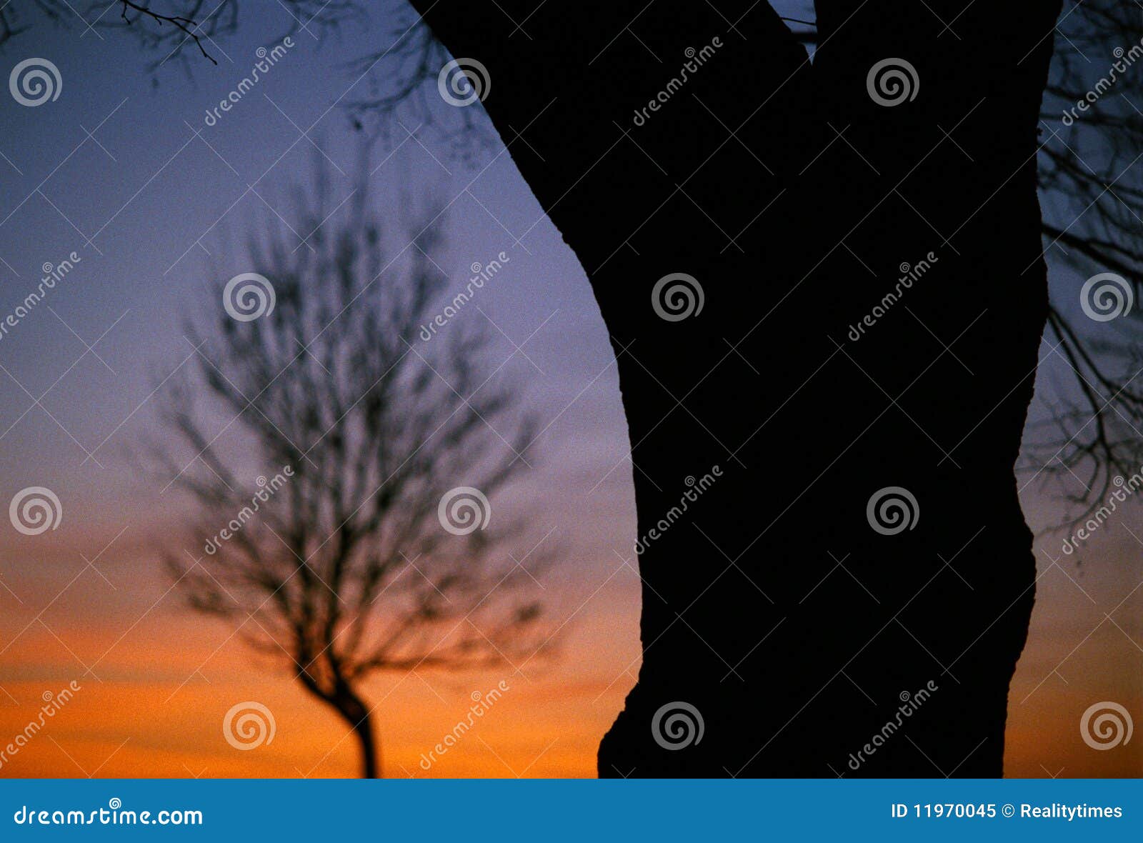 Bold Tree, Subtle Tree stock image. Image of outline - 11970045
