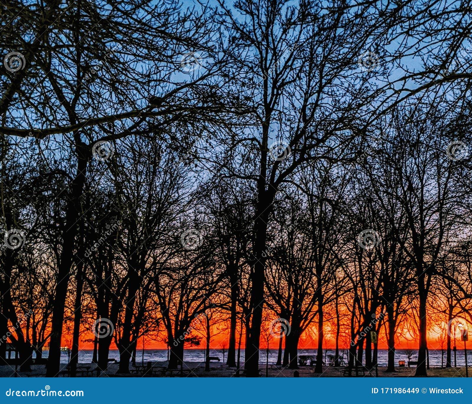 Bold Trees during a Beautiful Orange Sunset Stock Image - Image of ...