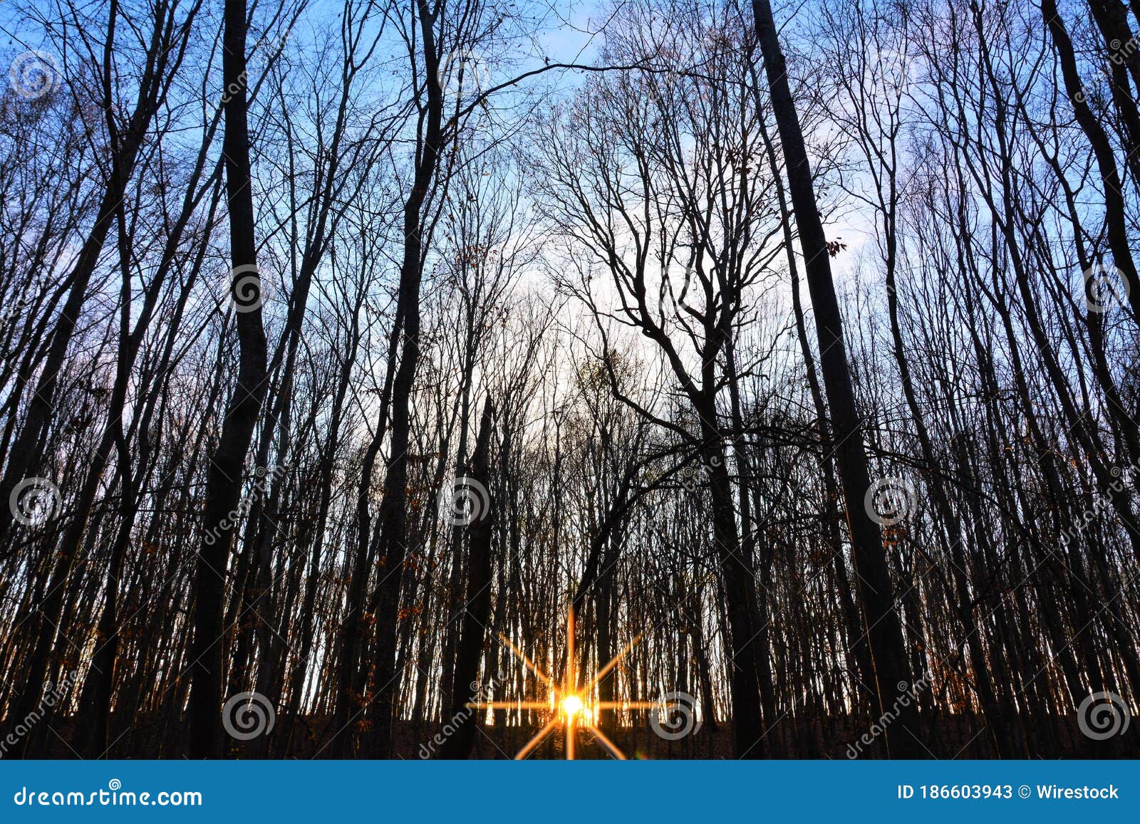Bold Trees and Dried Fallen Leaves in the Forest in the Autumn Stock ...
