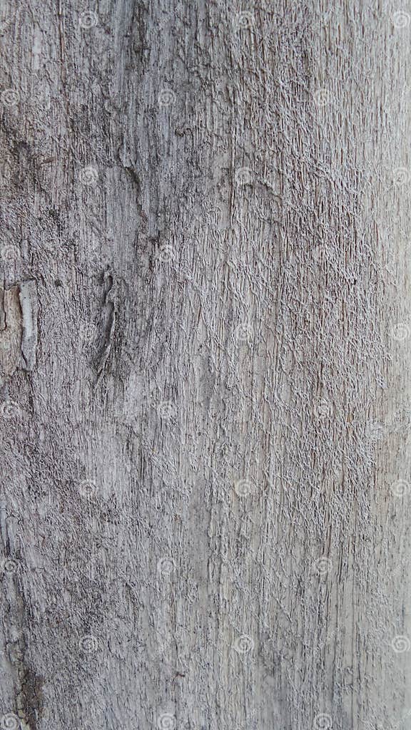 Bole Bark Tree Background stock photo. Image of tree - 53176686