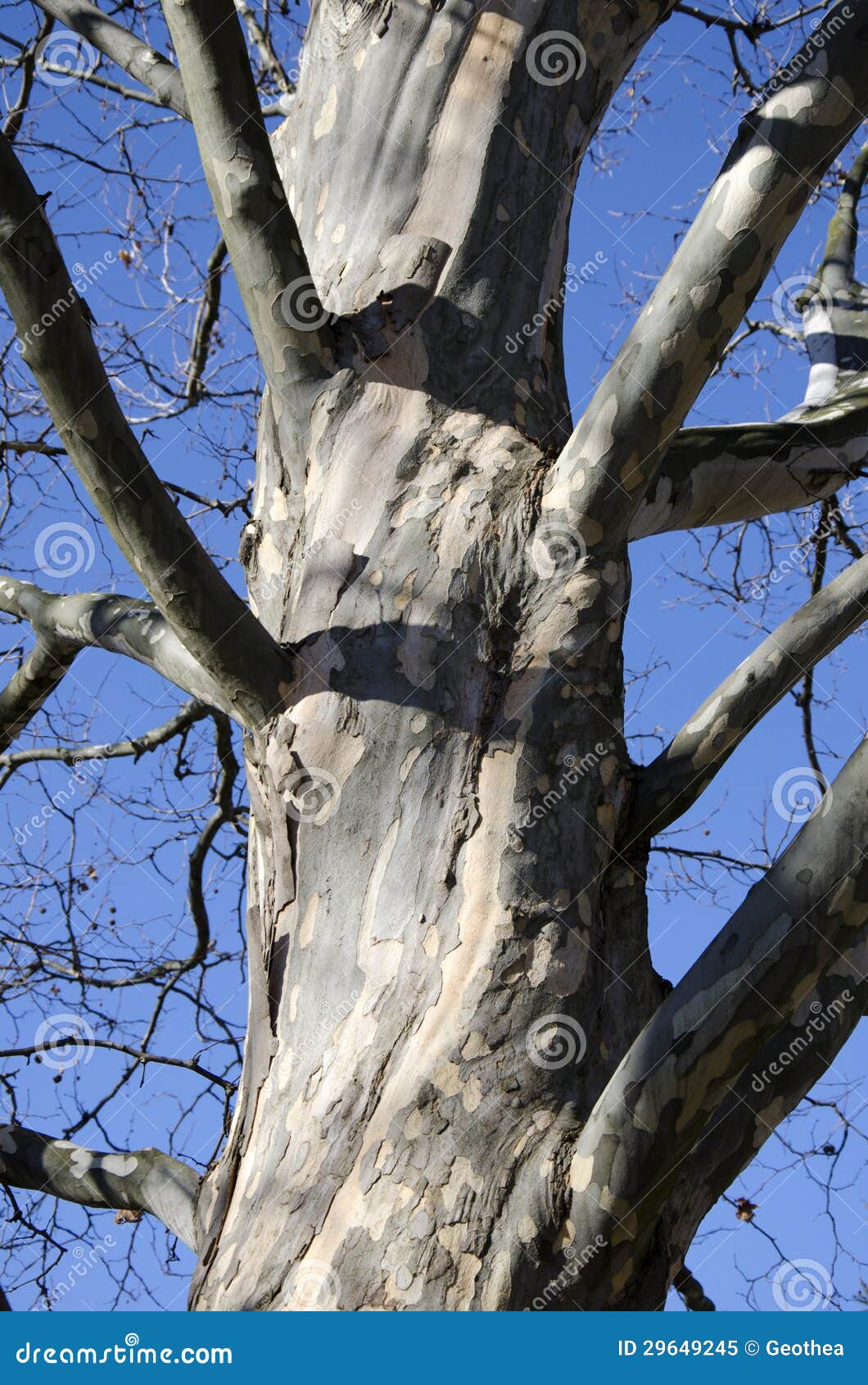 Bole of sycamora tree stock image. Image of pattern, arboreous - 29649245