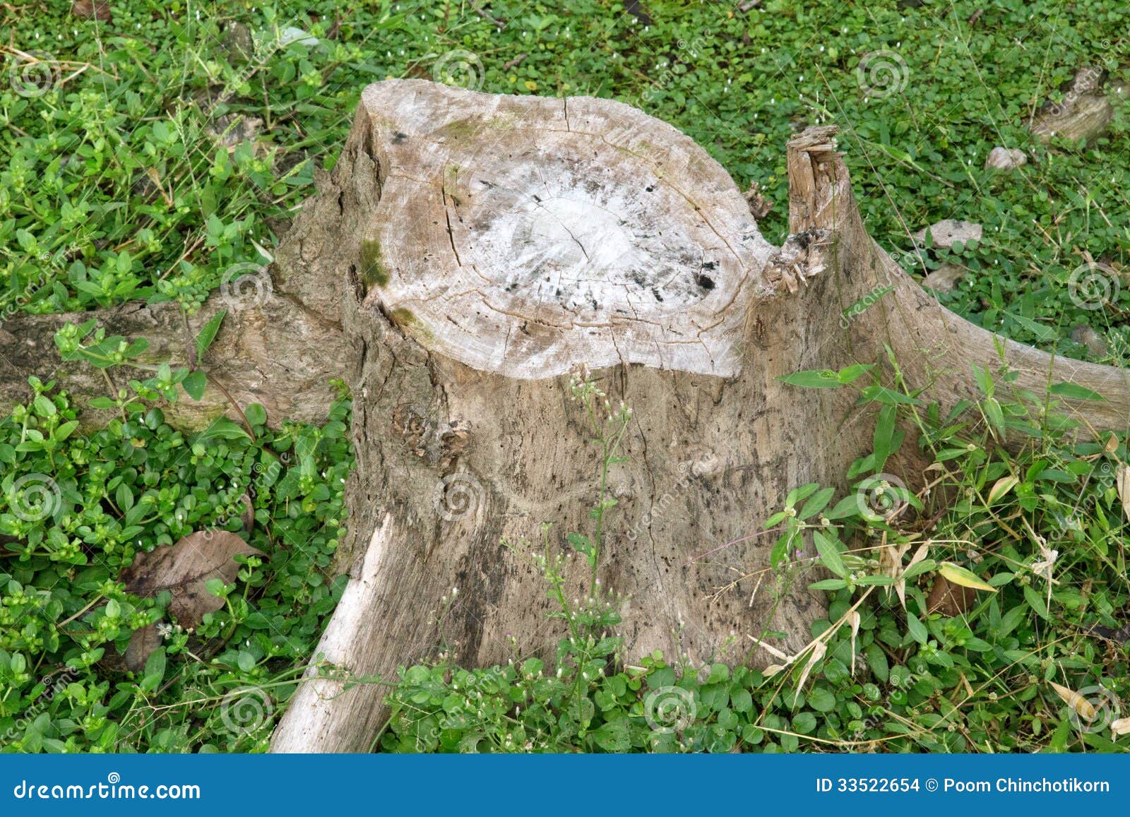 Bole of tree stock photo. Image of closeup, texture, brown - 33522654