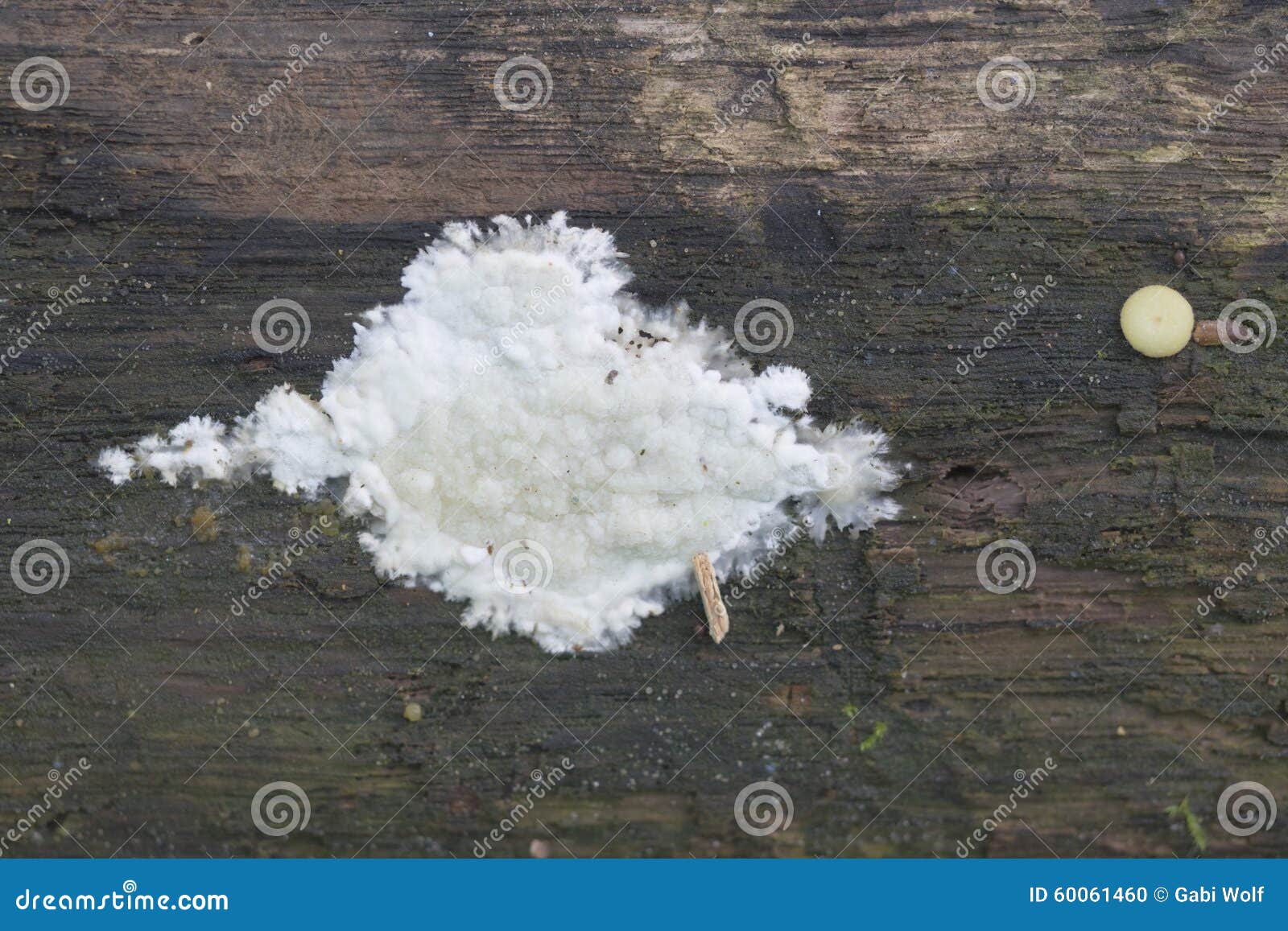 Coniophora Puteana Stock Photos - Free & Royalty-Free Stock Photos from ...