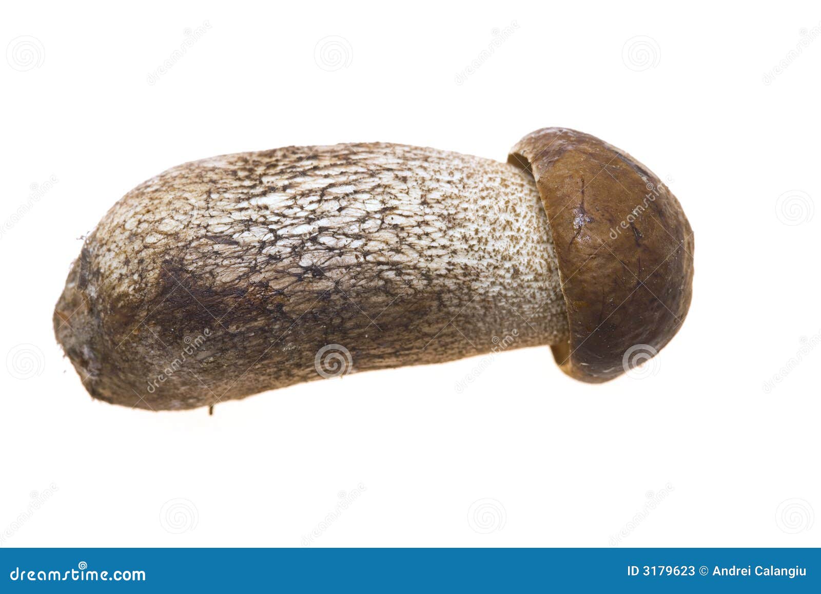 3,543 Mushroom Side View Stock Photos - Free & Royalty-Free Stock ...