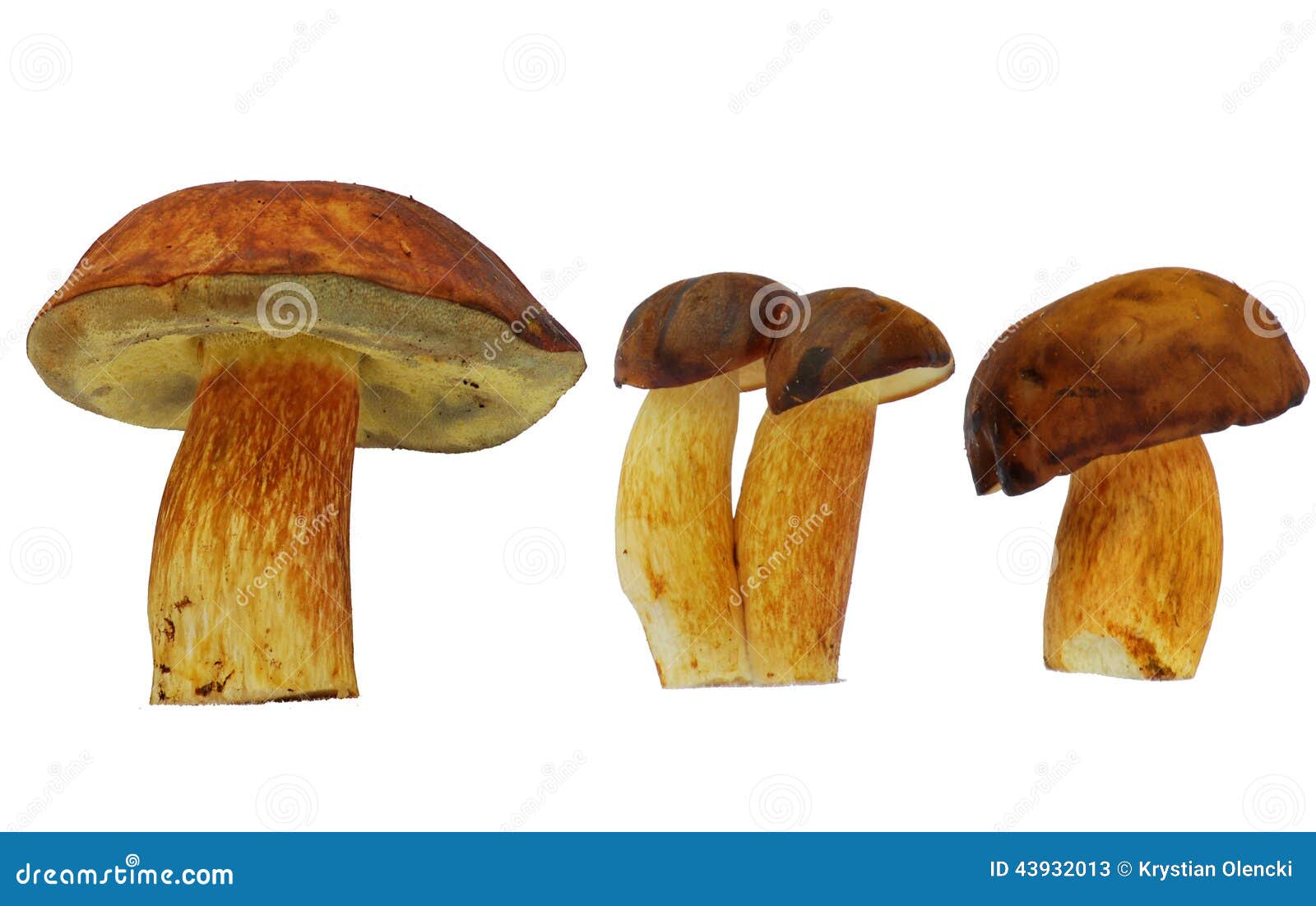 Bolete mushroom stock image. Image of isolated, eatable - 43932013