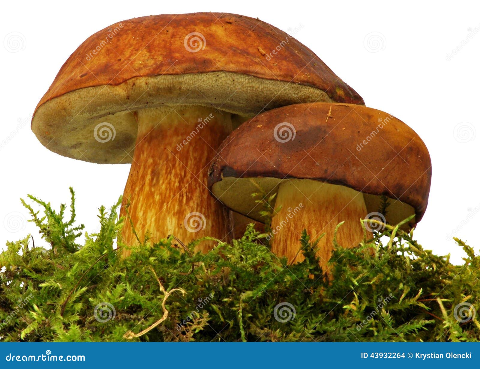 Bolete mushroom stock photo. Image of isolated, eatable - 43932264