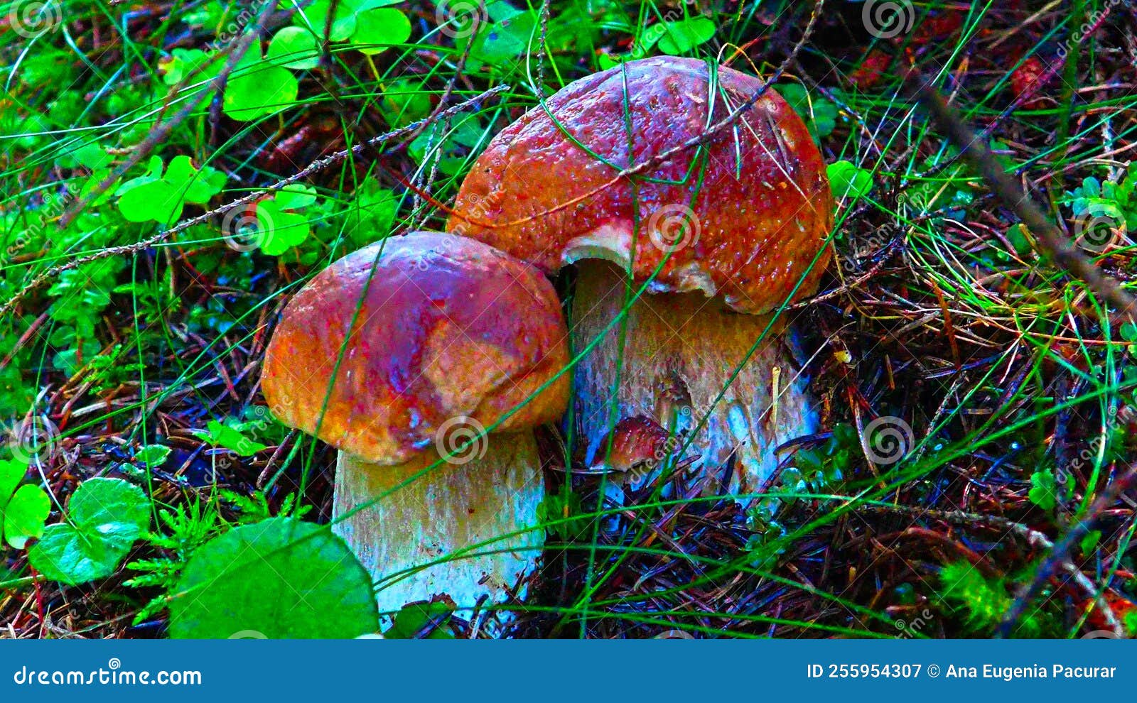 Bolete Mushroom from Up Deep Mountain Forest Stock Image - Image of ...