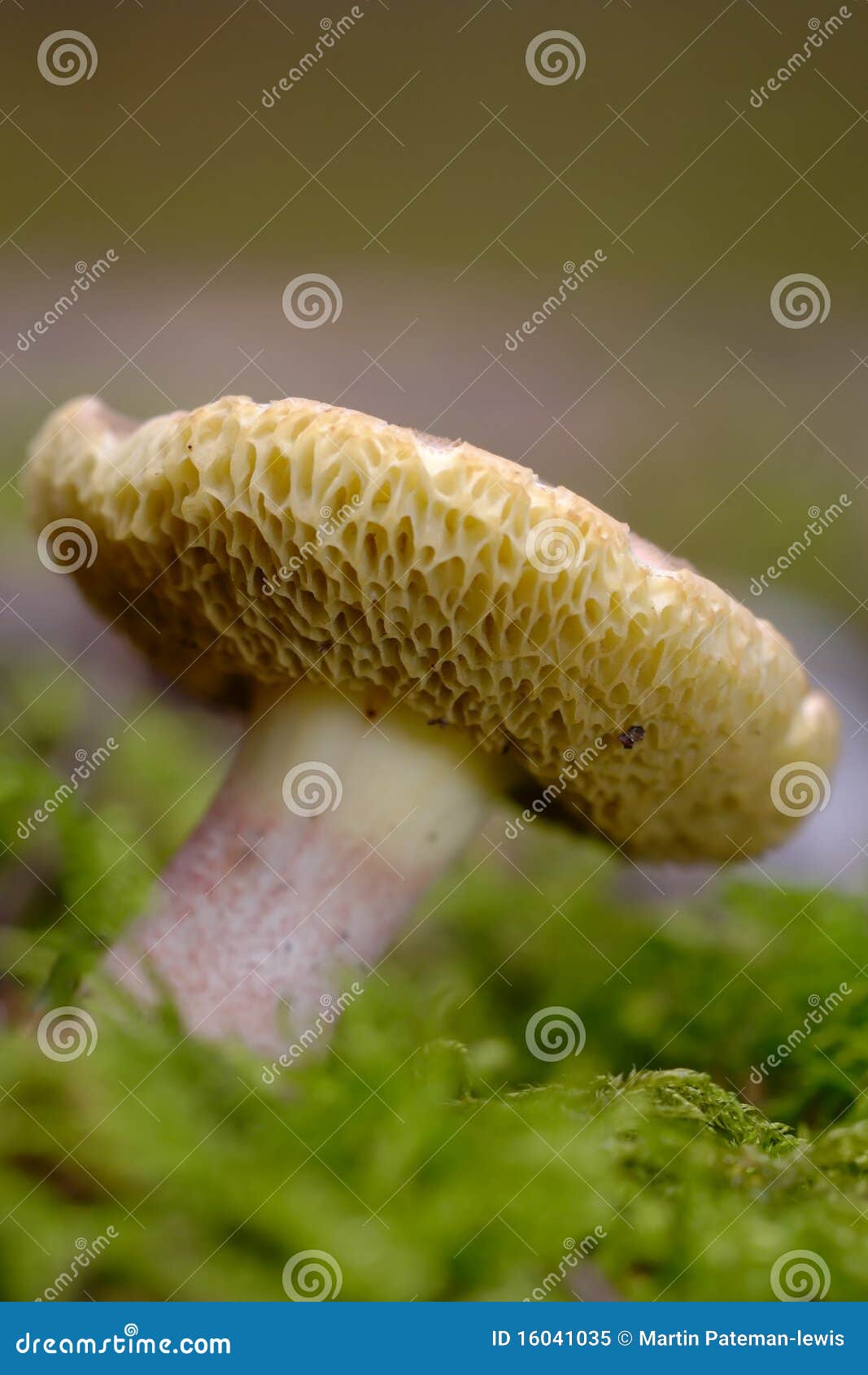 Bolete sponge pores stock image. Image of sponge, mushroom - 16041035