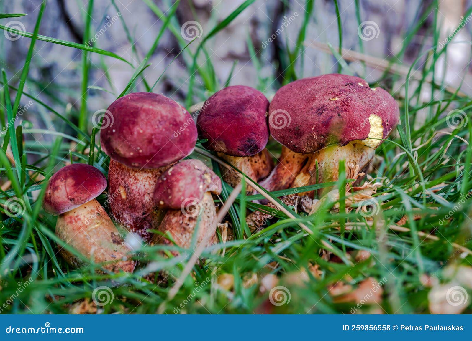 Boletes Bicolor in the Meadow Stock Photo - Image of meadow, flower ...