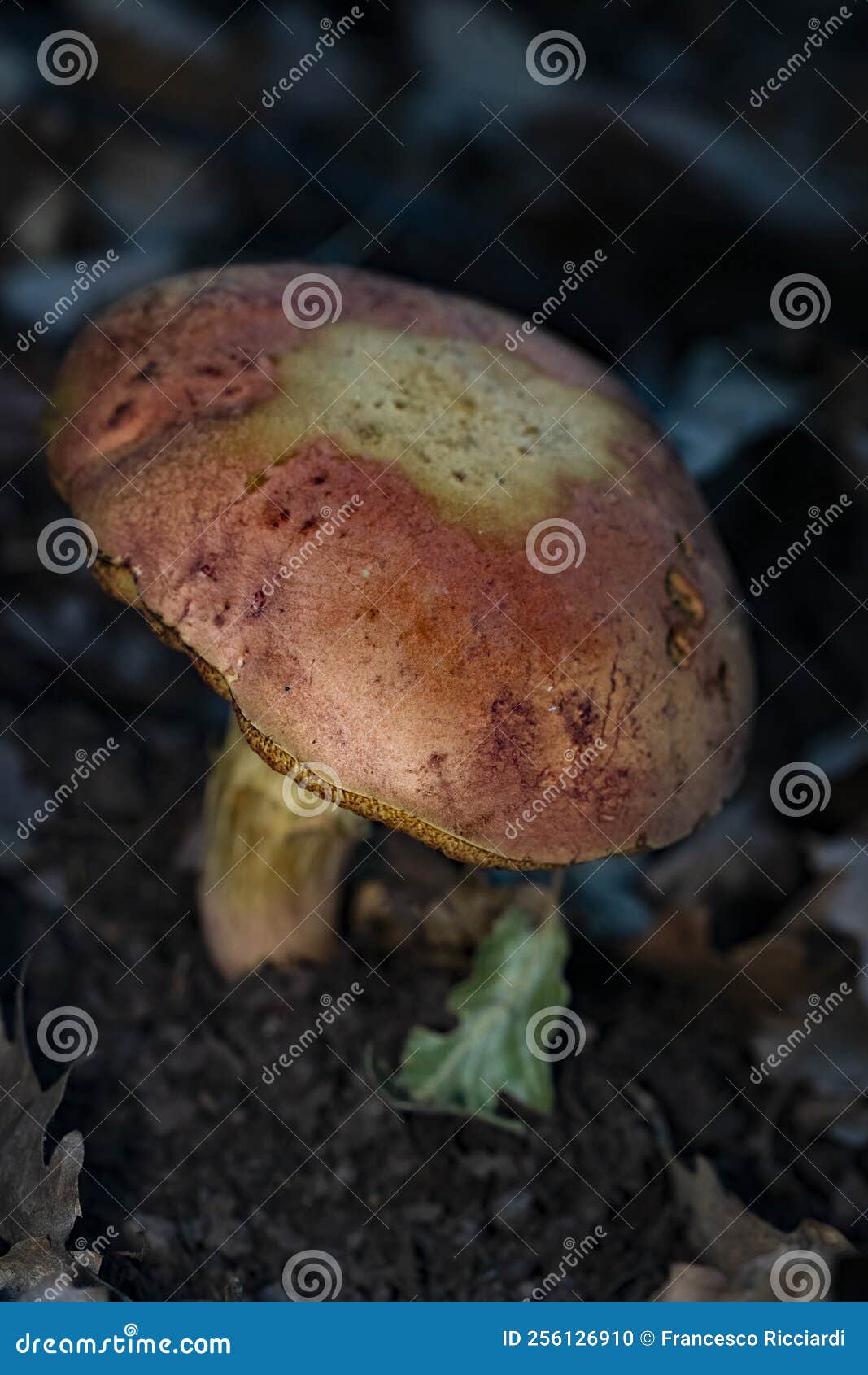 Boletes Family Boletaceae stock photo. Image of flowers - 256126910