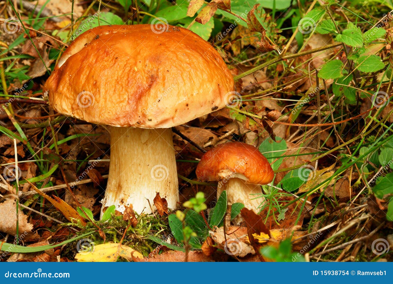 Boleto edulis foto de archivo. Imagen de hongo, primer - 15938754