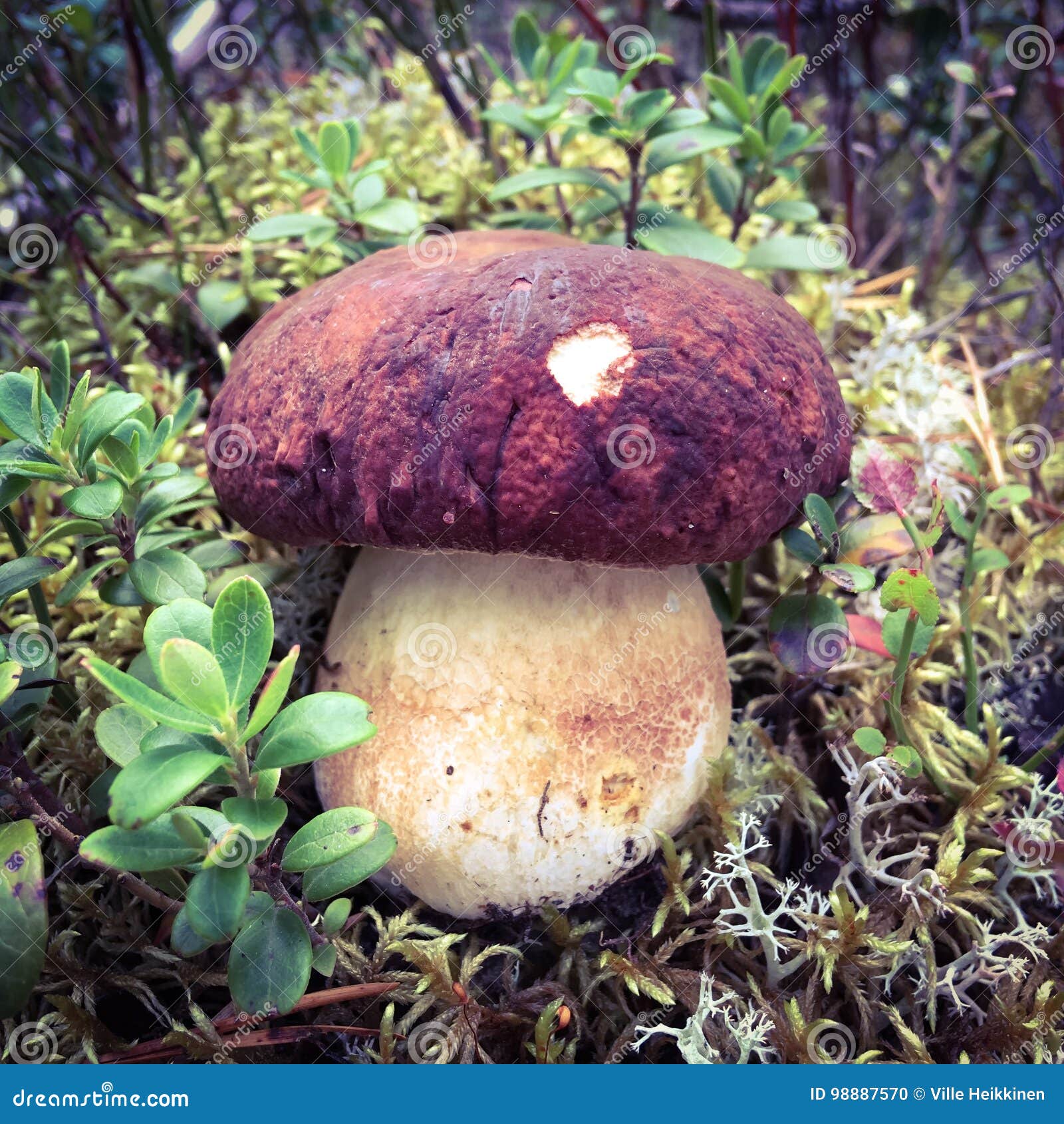 Boleto edulis foto de archivo. Imagen de cubo, blanco - 98887570