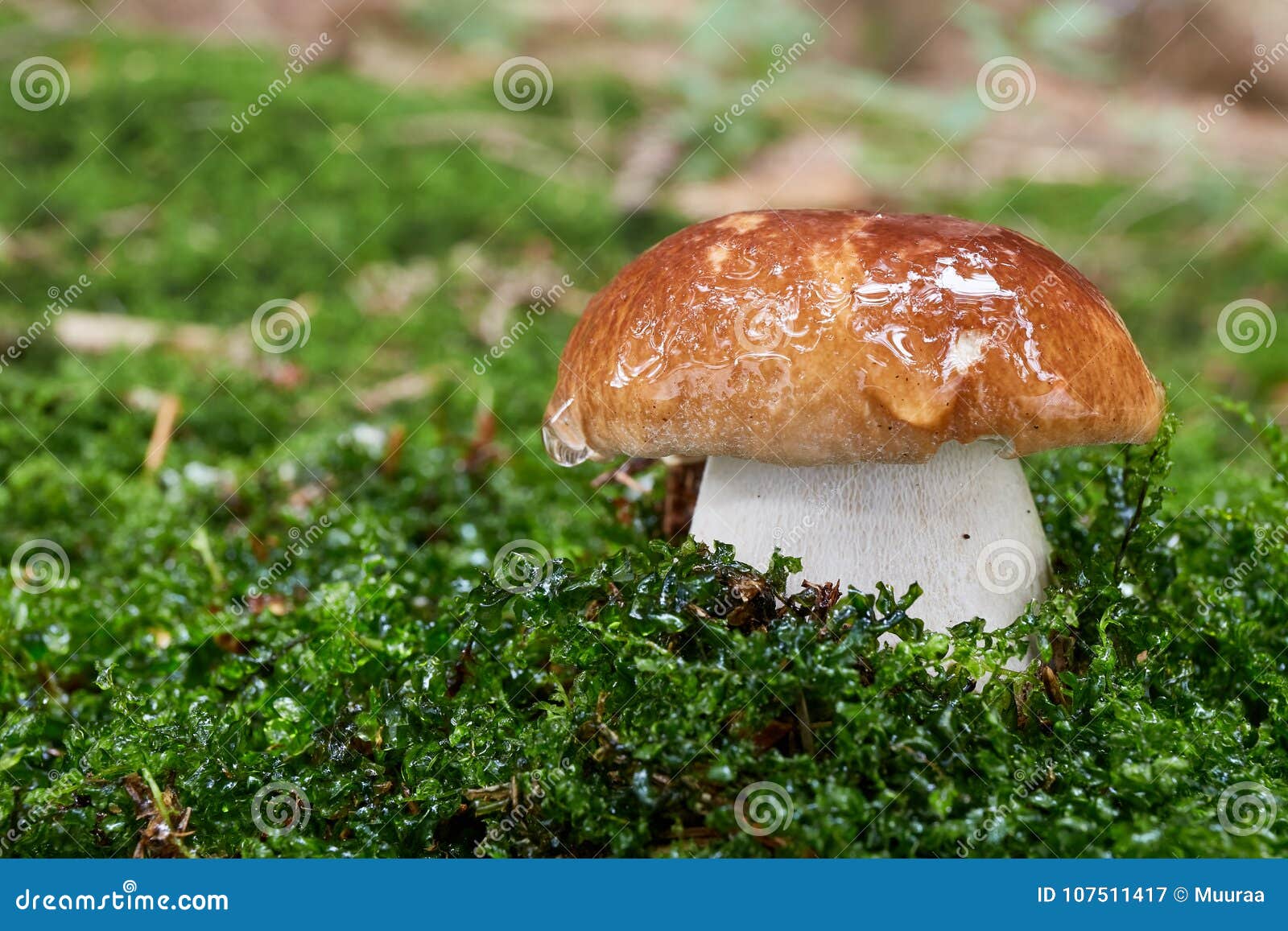 Boleto Edulis Hongo En El Ambiente Natural Imagen de archivo - Imagen ...