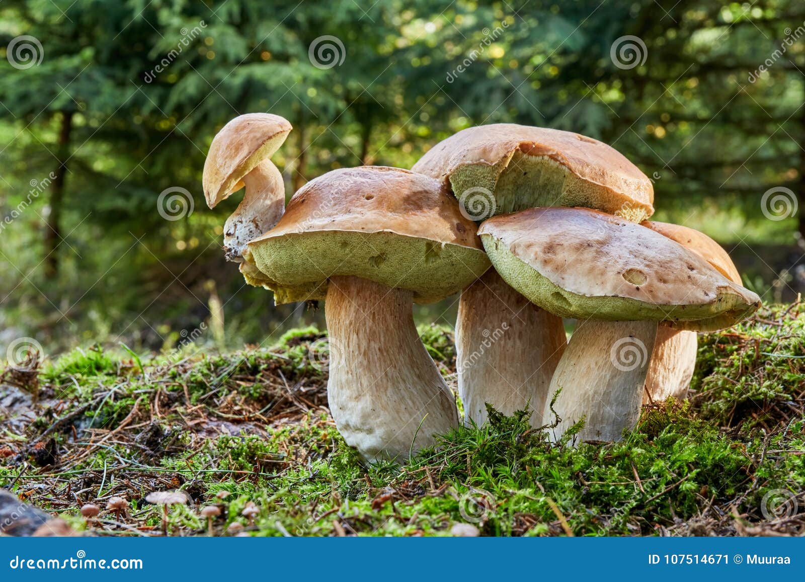 Boleto Edulis Hongo En El Ambiente Natural Imagen de archivo - Imagen ...