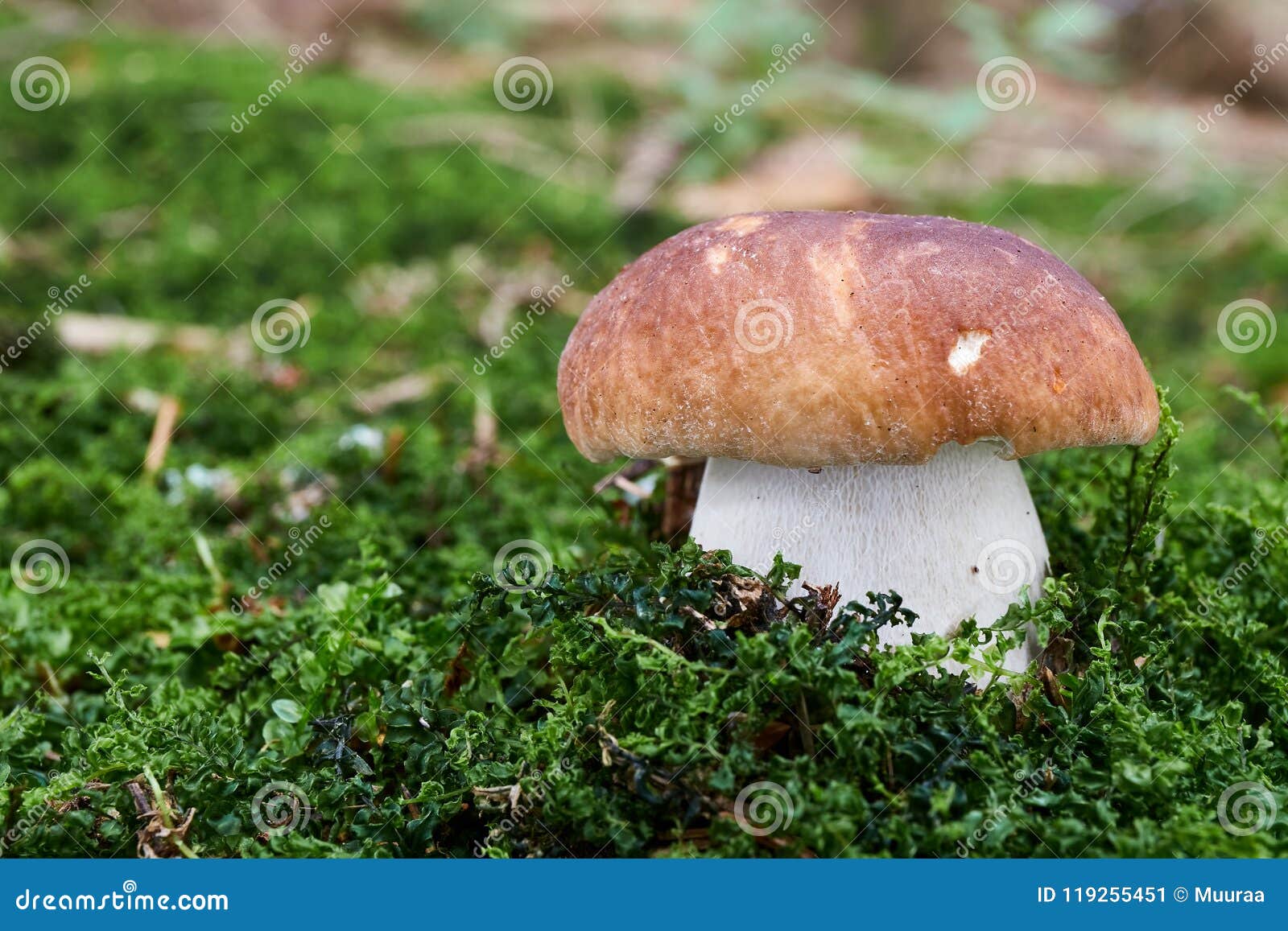 Boleto Edulis Hongo En El Ambiente Natural Imagen de archivo - Imagen ...