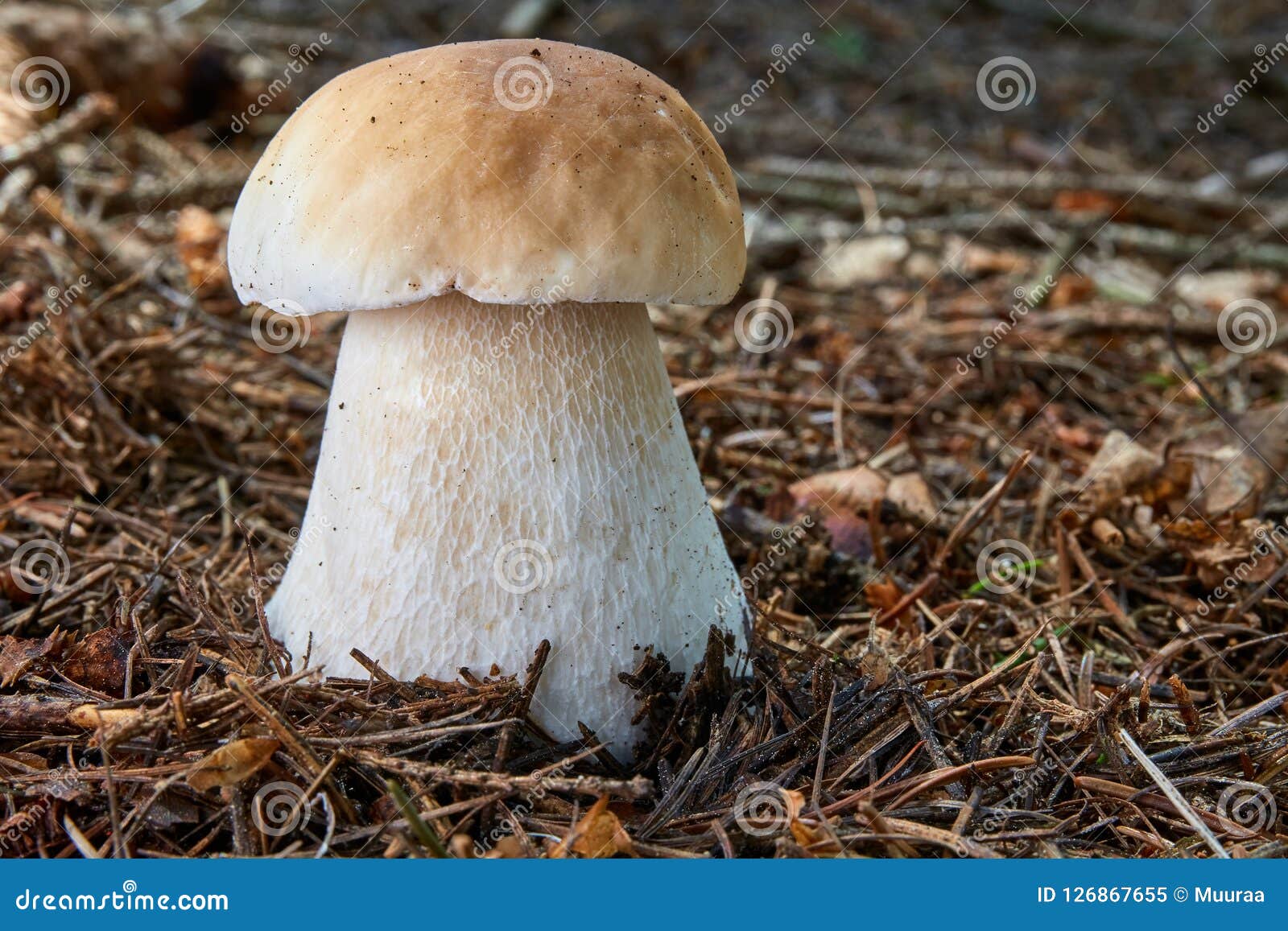 Boleto Edulis Hongo En El Ambiente Natural Imagen de archivo - Imagen ...