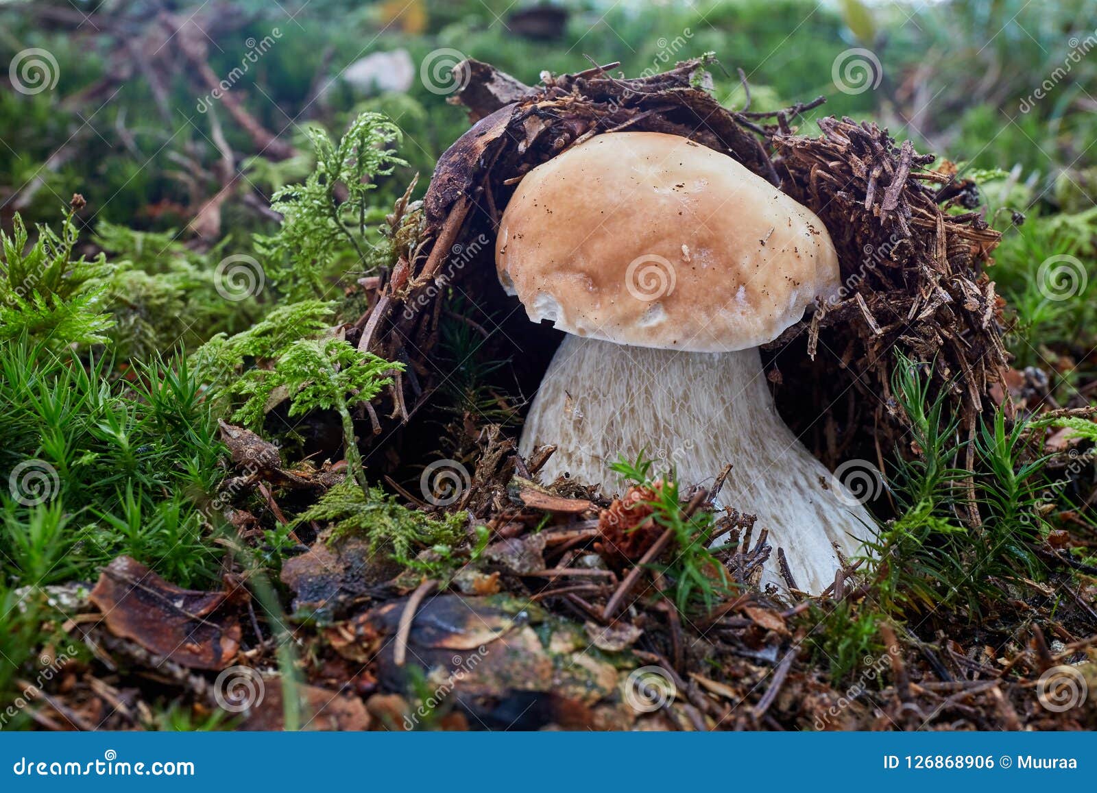 Boleto Edulis Hongo En El Ambiente Natural Foto de archivo - Imagen de ...