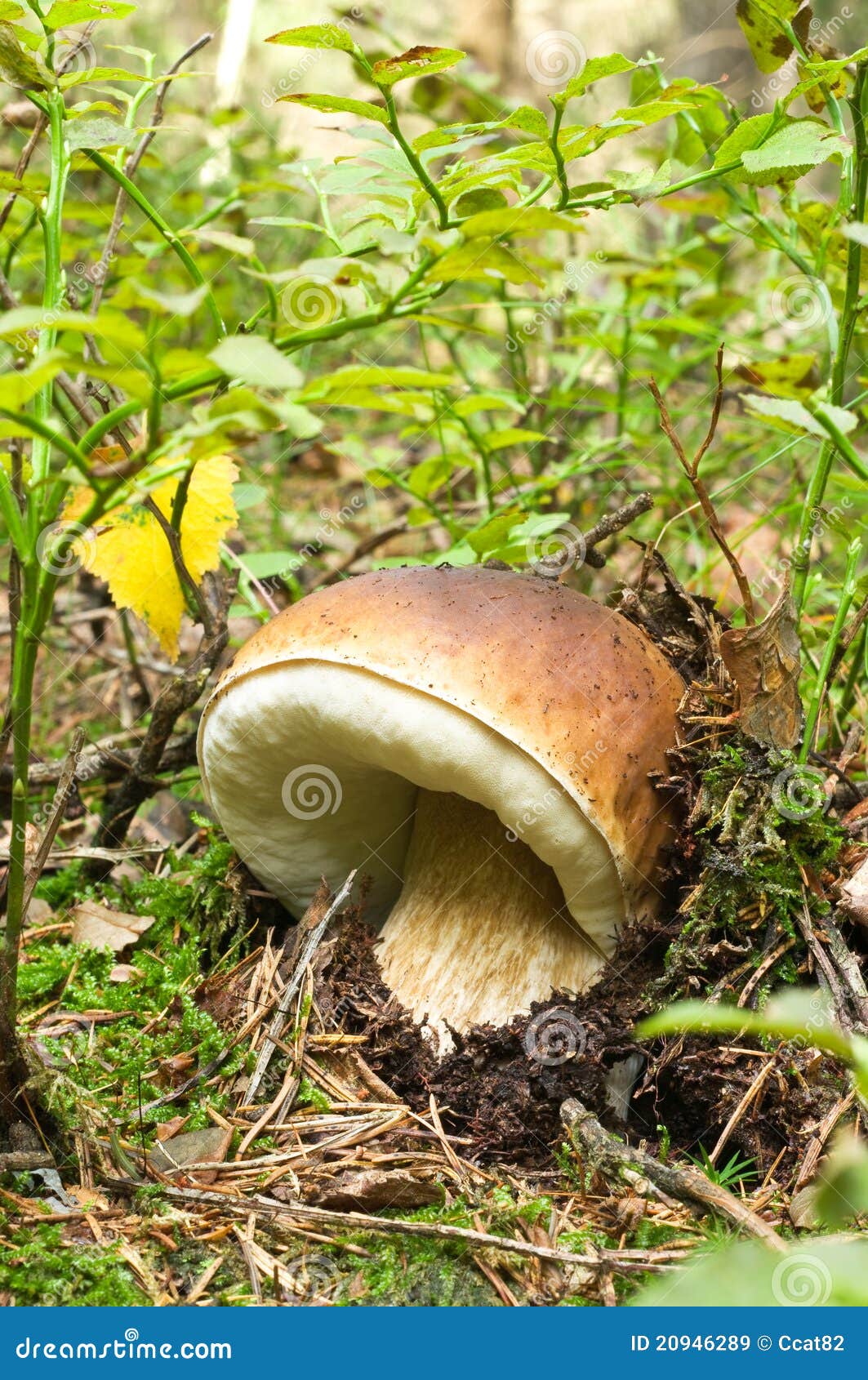 Boletus stock image. Image of fungus, food, healthy, macro - 20946289