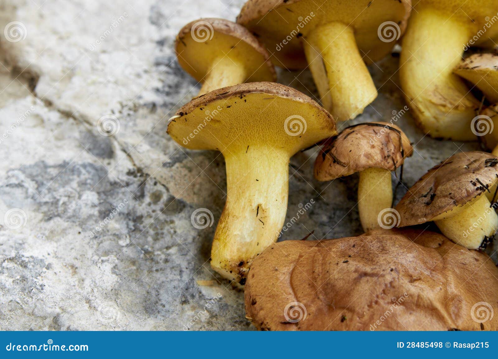 Boletus stock photo. Image of nature, food, kitchen, green - 28485498